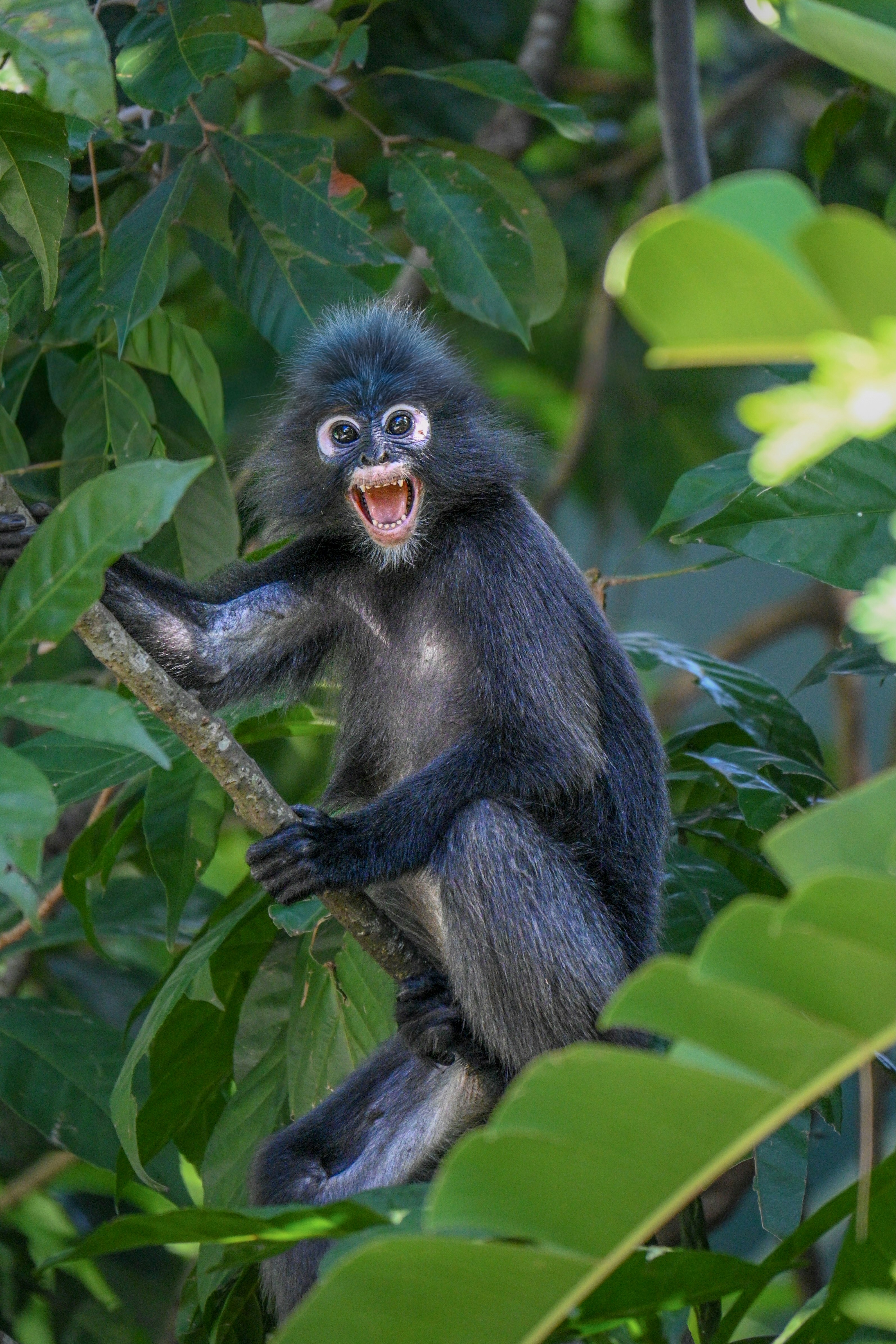 A dusky leaf monkey grips a branch at Zoo Negara, its distinctive white eye rings and open mouth caught mid-expression.