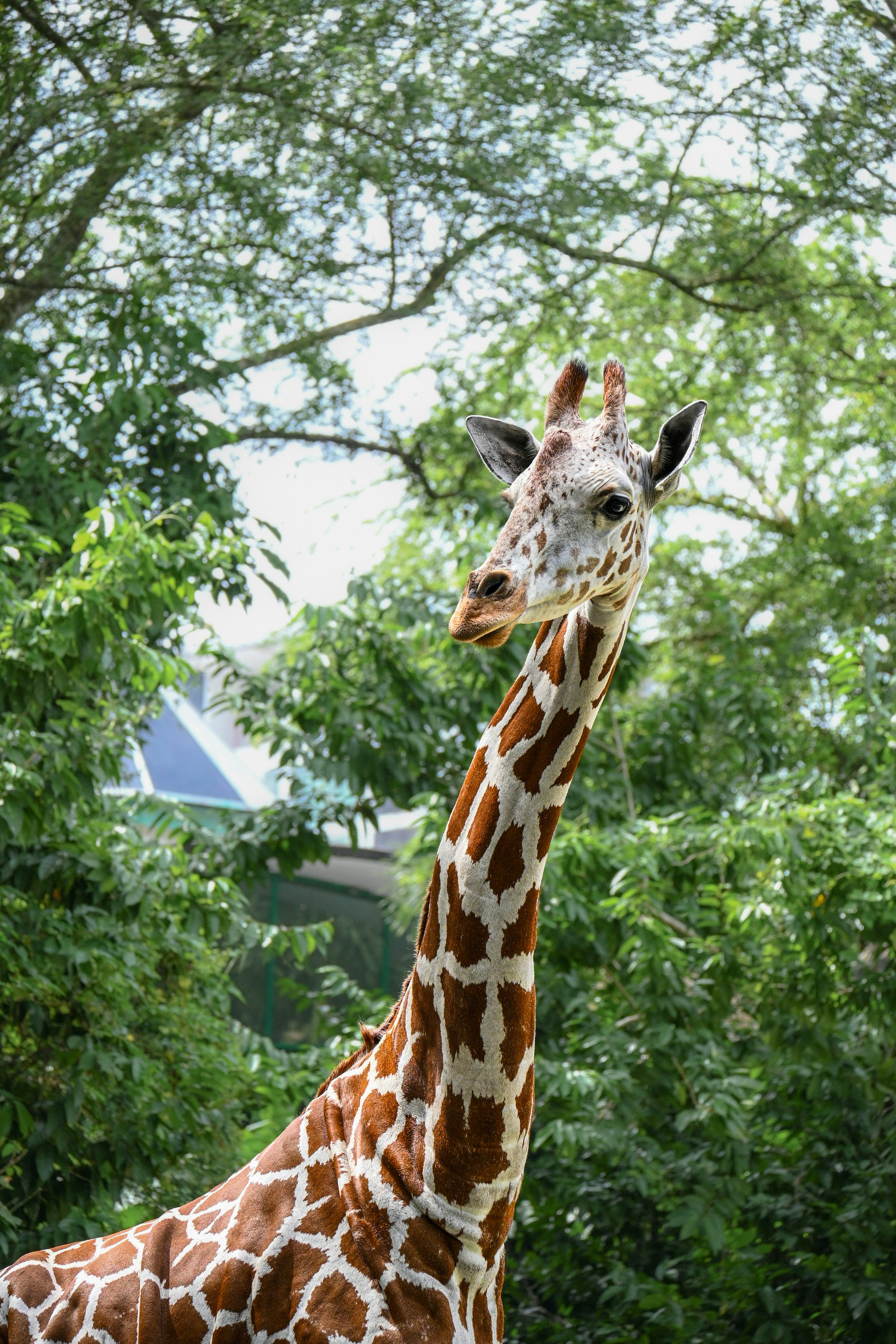 Giraffe among green canopies under dappled light