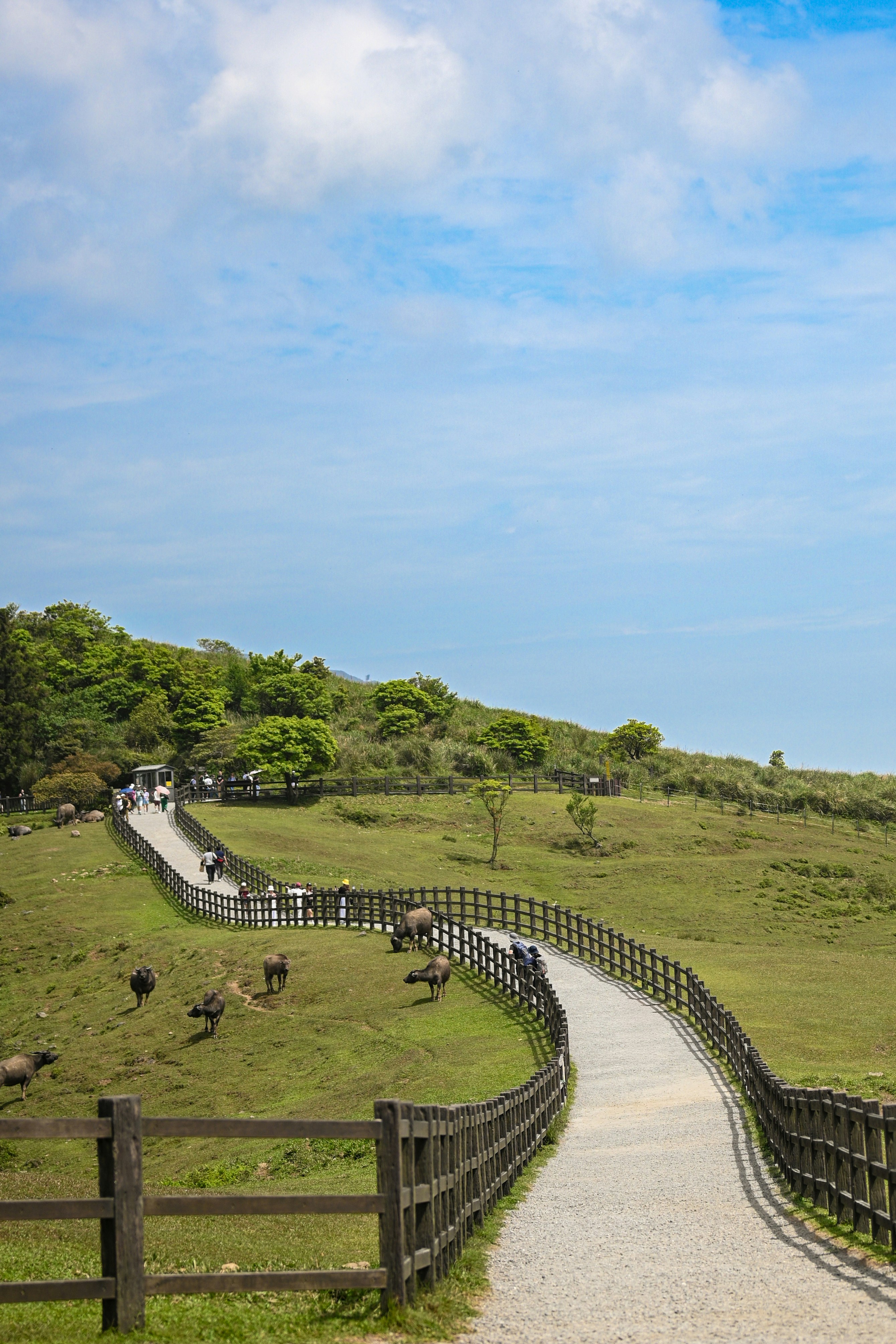 Path Through the Pasture: A Curving Fence Leads the Way Across Rolling Hills