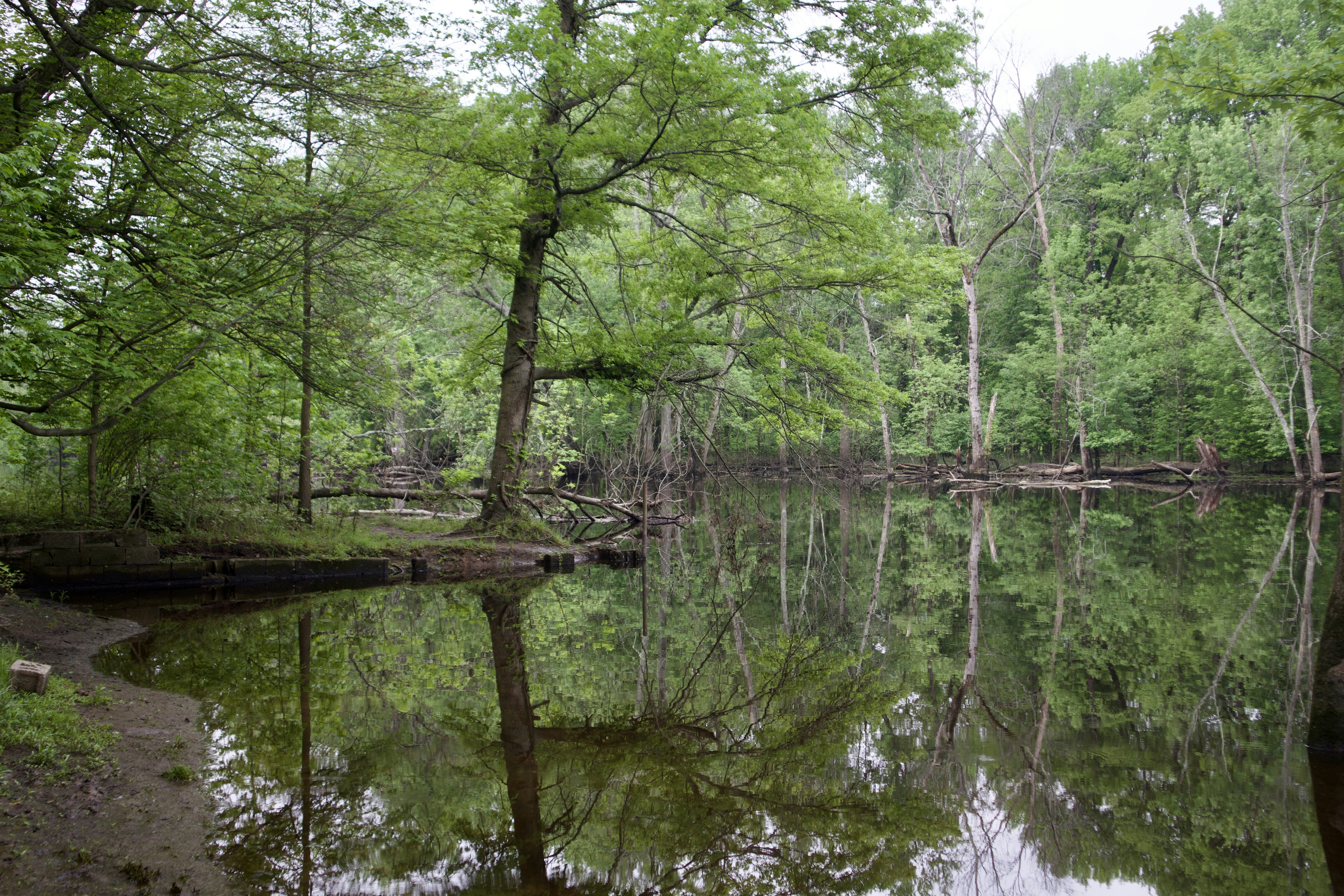 Mirror in the Woods: Quiet Pool Amid Green Canopy