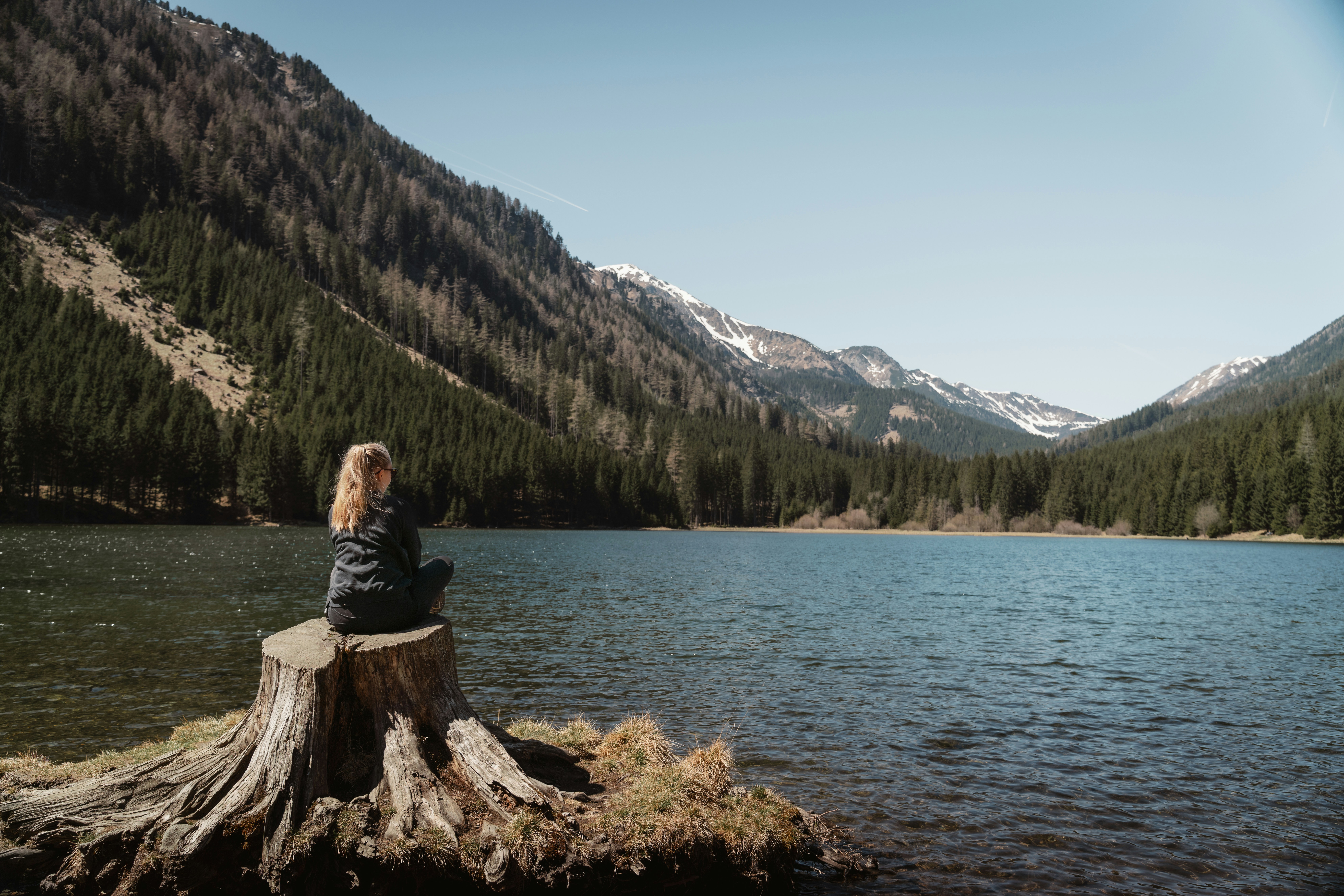 Solitary View from the Stump: A Silent Watcher by the Lake