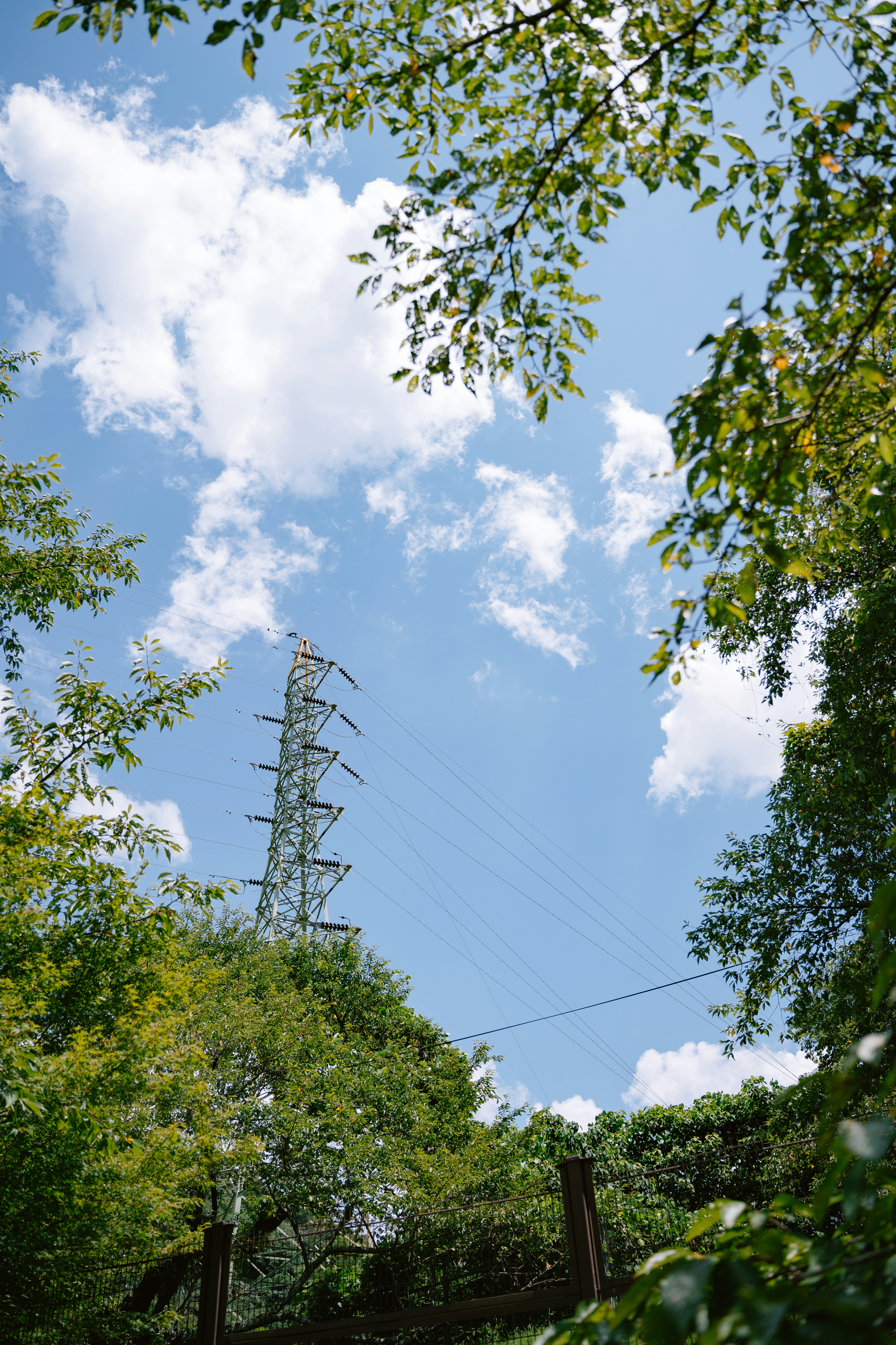 Skyward Cable: A Quiet Moment Under Verdant Canopy