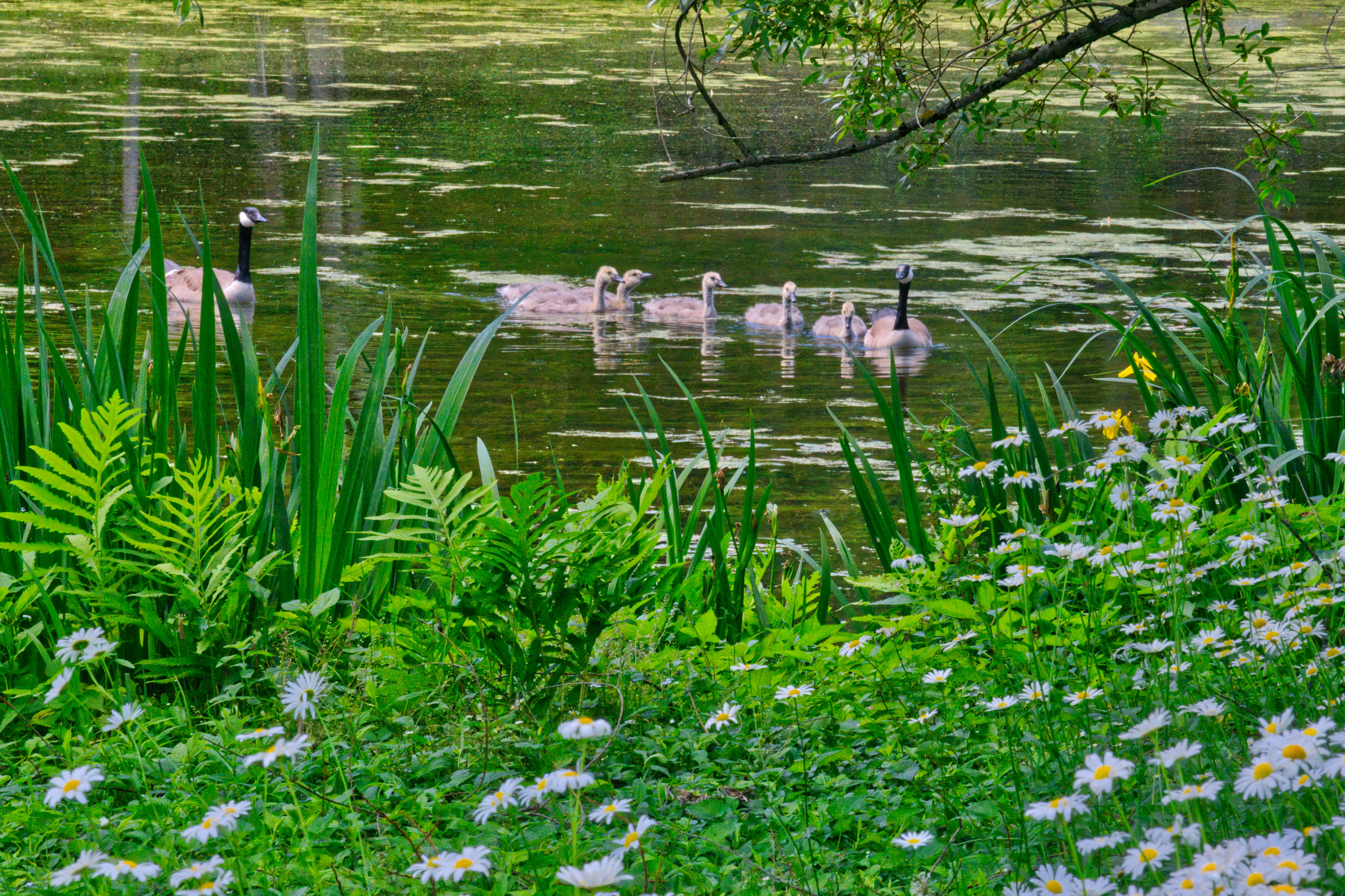 A Waterfowl Family Glides Past Verdant Iris and Daisy Border