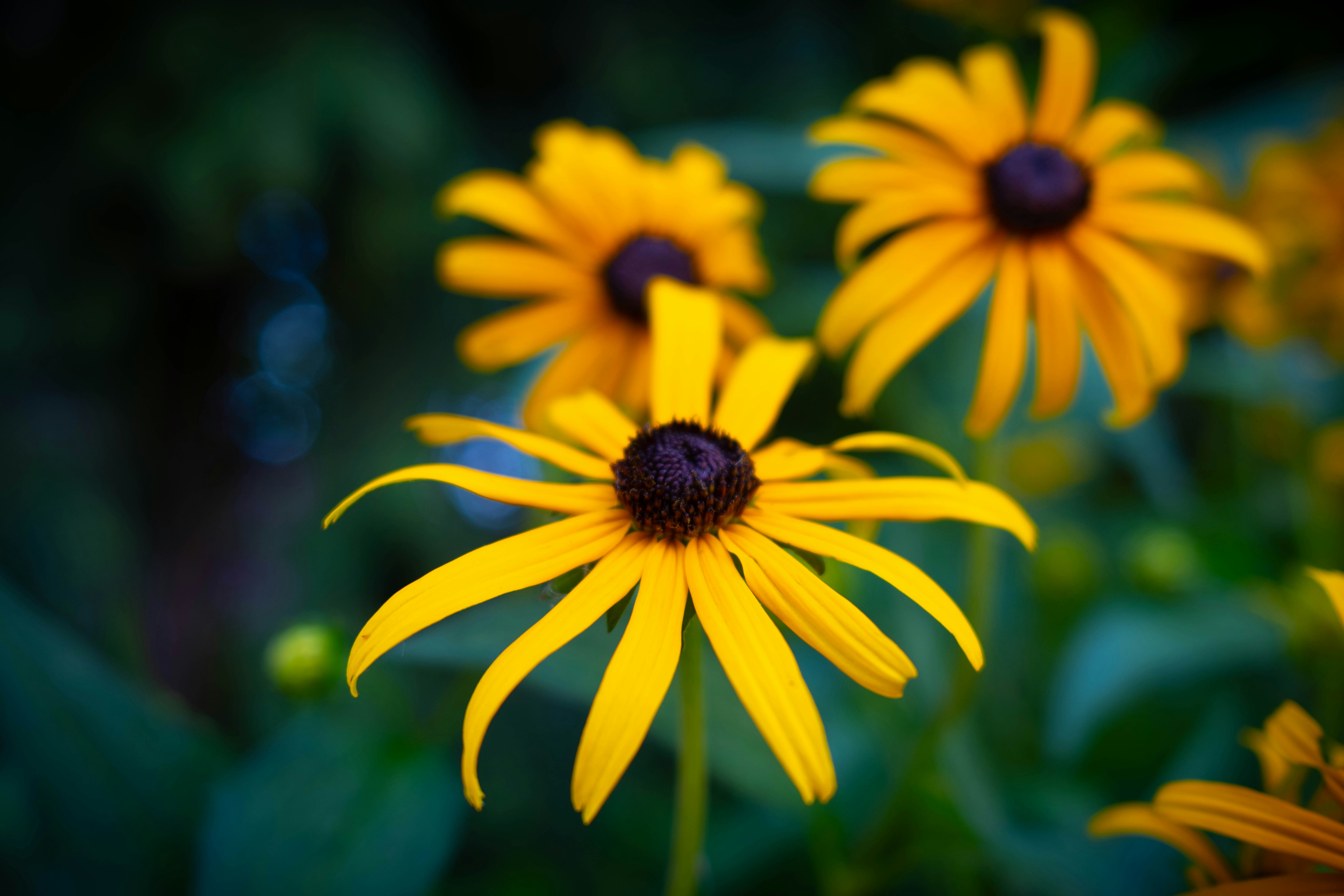 Sunlit Helianthus: A Sharp Burst of Yellow in Soft Blur