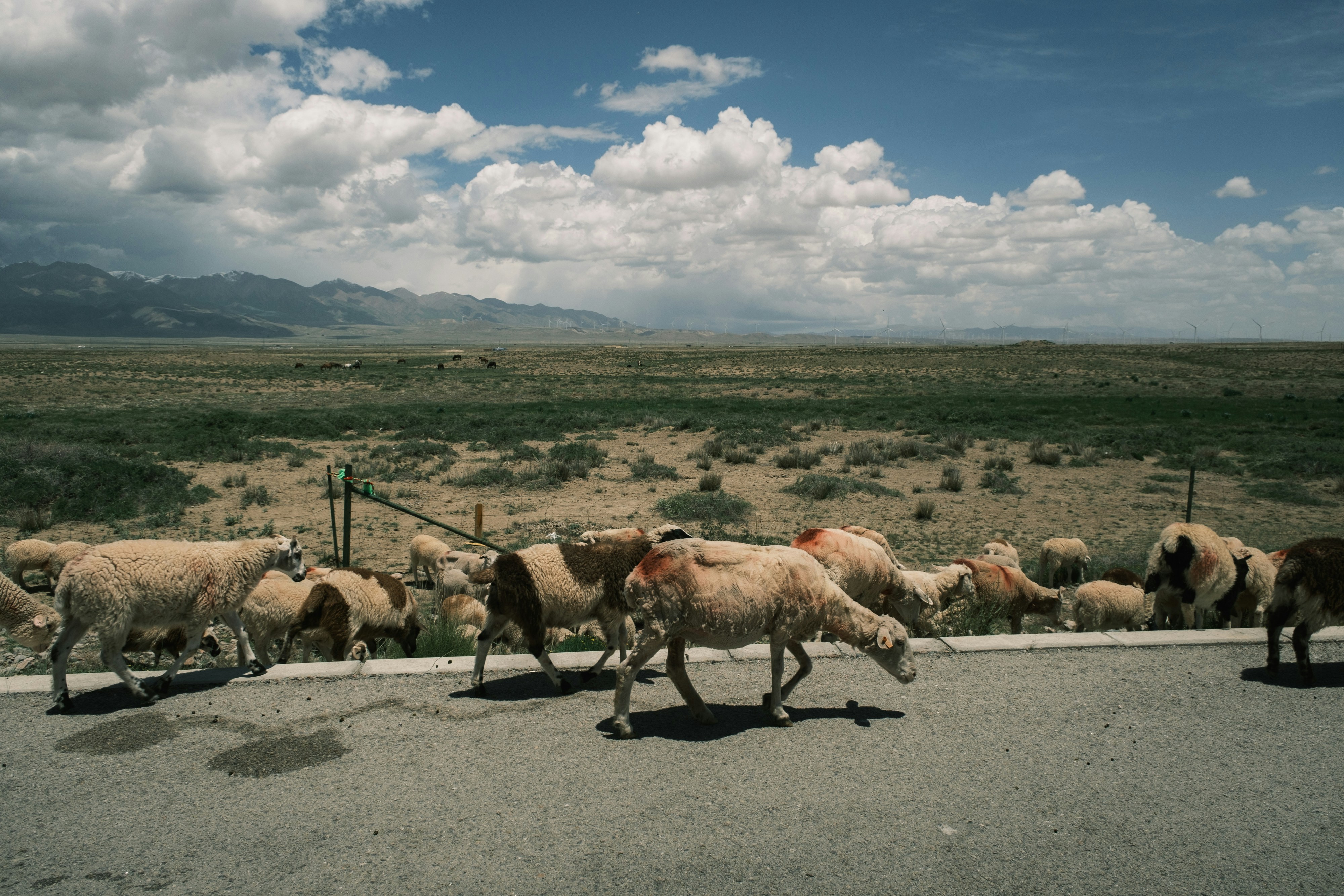 Herd of sheep marches along a dusty road under a vast prairie sky