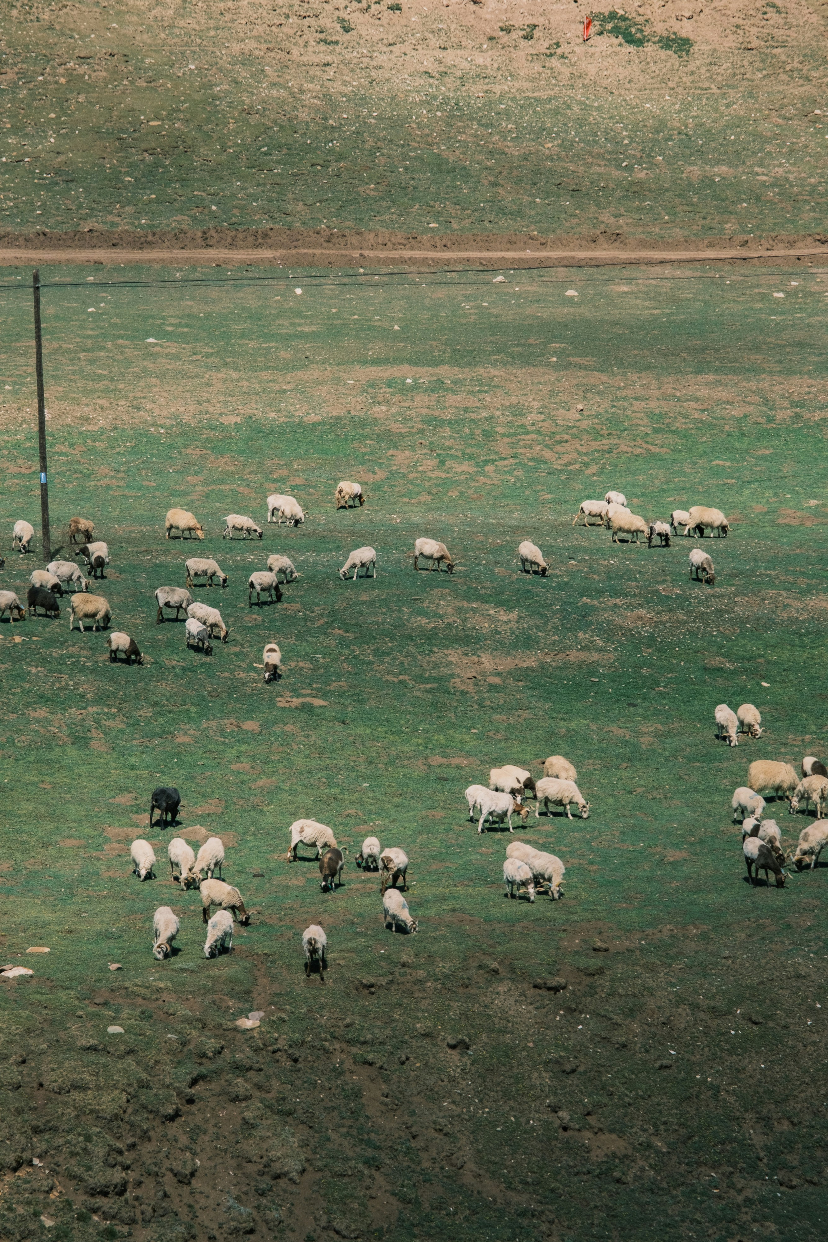Pasture Mosaic: Flocks Dot a Sloped Calder Green