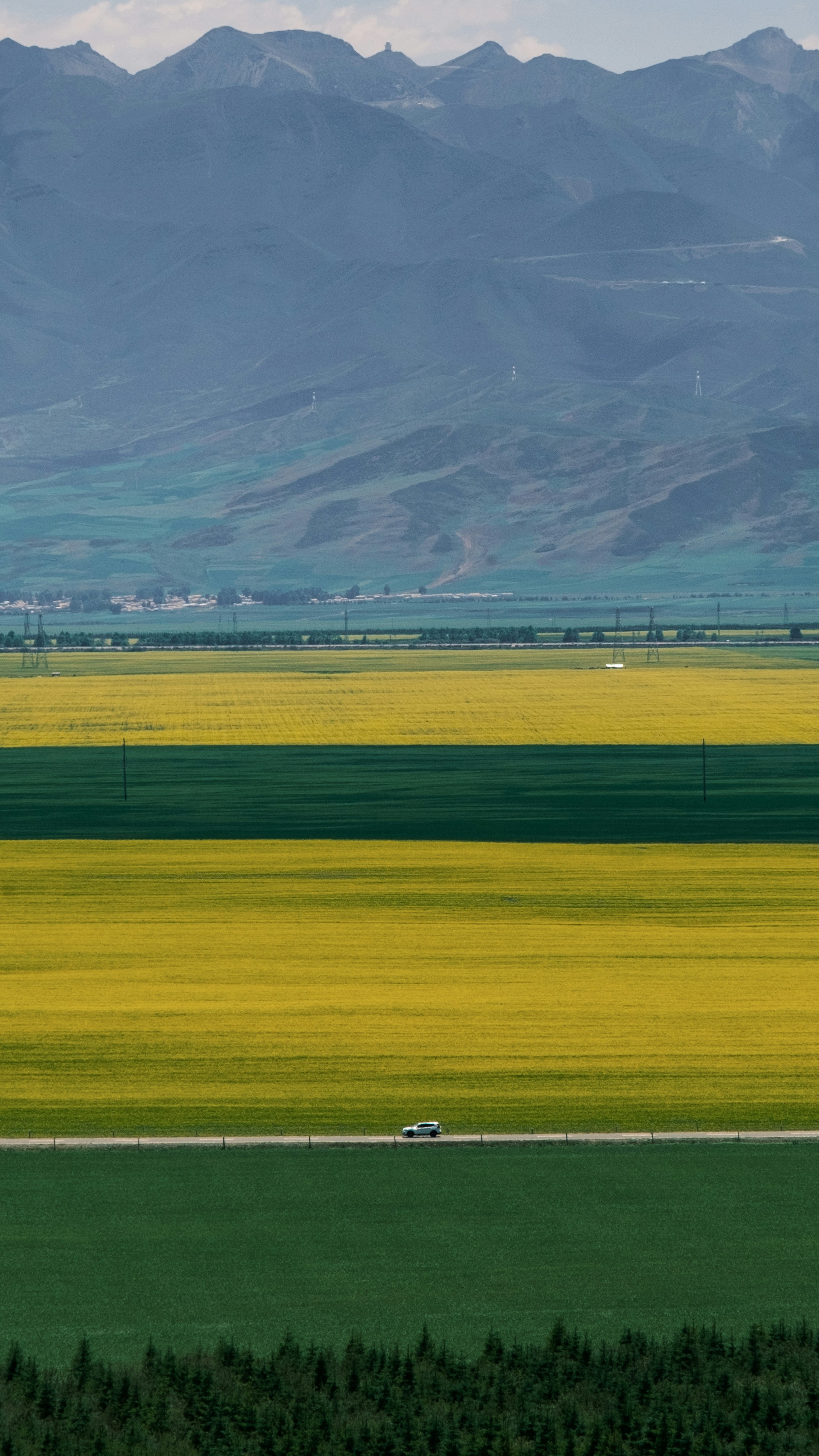 Golden Stripes Beyond the Sea of Green
