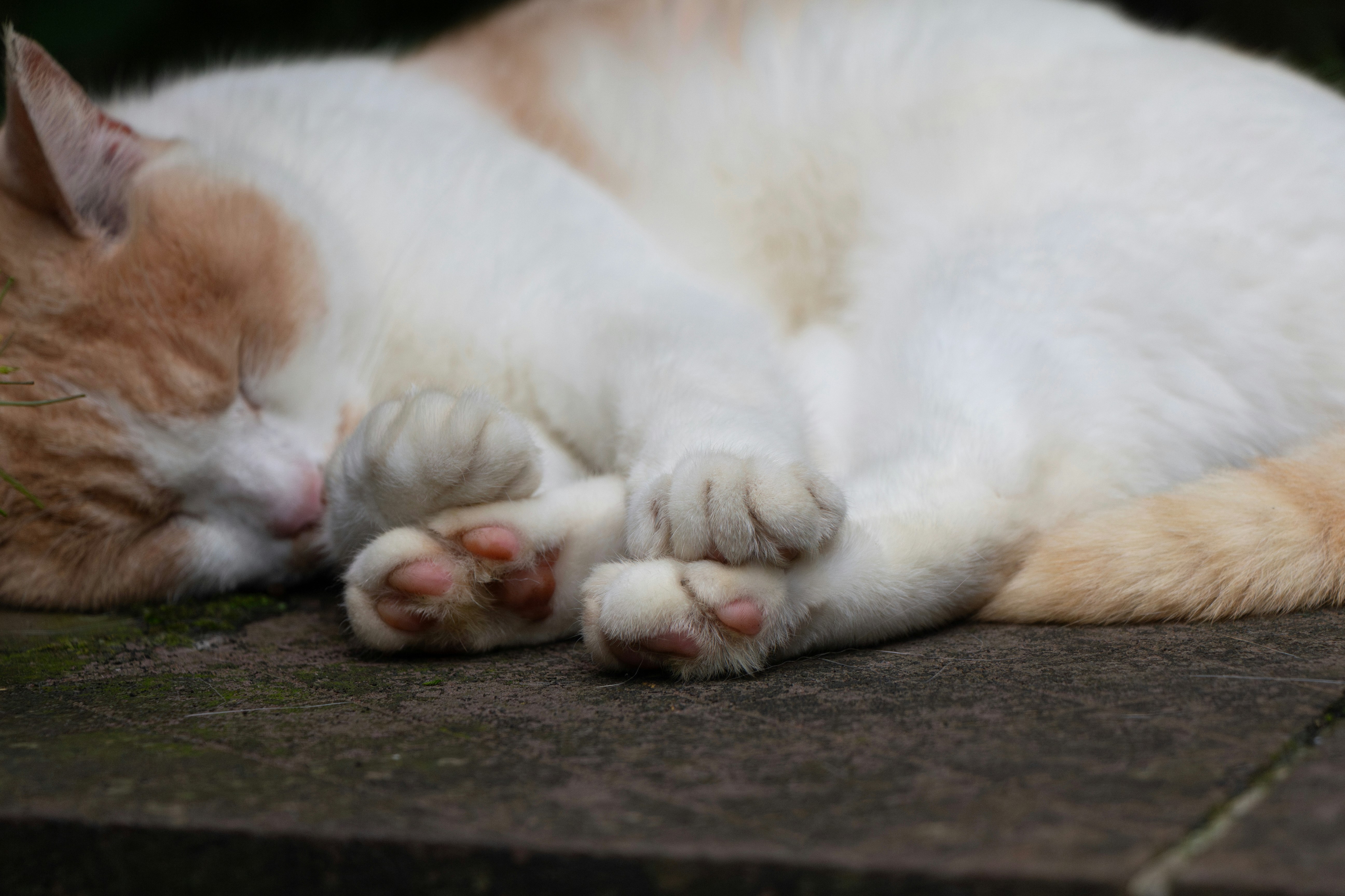 Nap-time on the Wooden Terrace: A Calico in Soft Focus