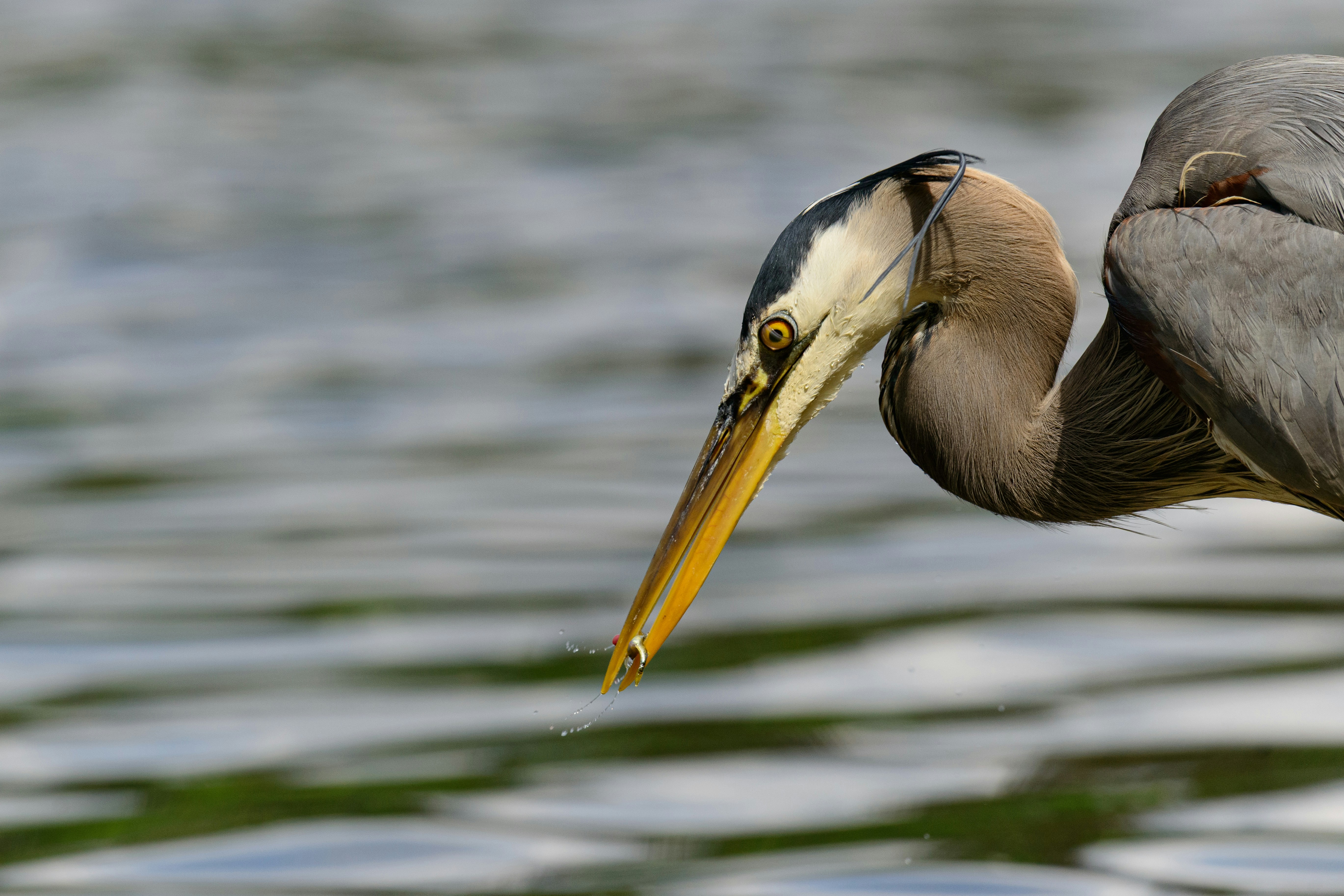 Heron’s Gaze: A Slow Dip of the Beak Through Quiet Water