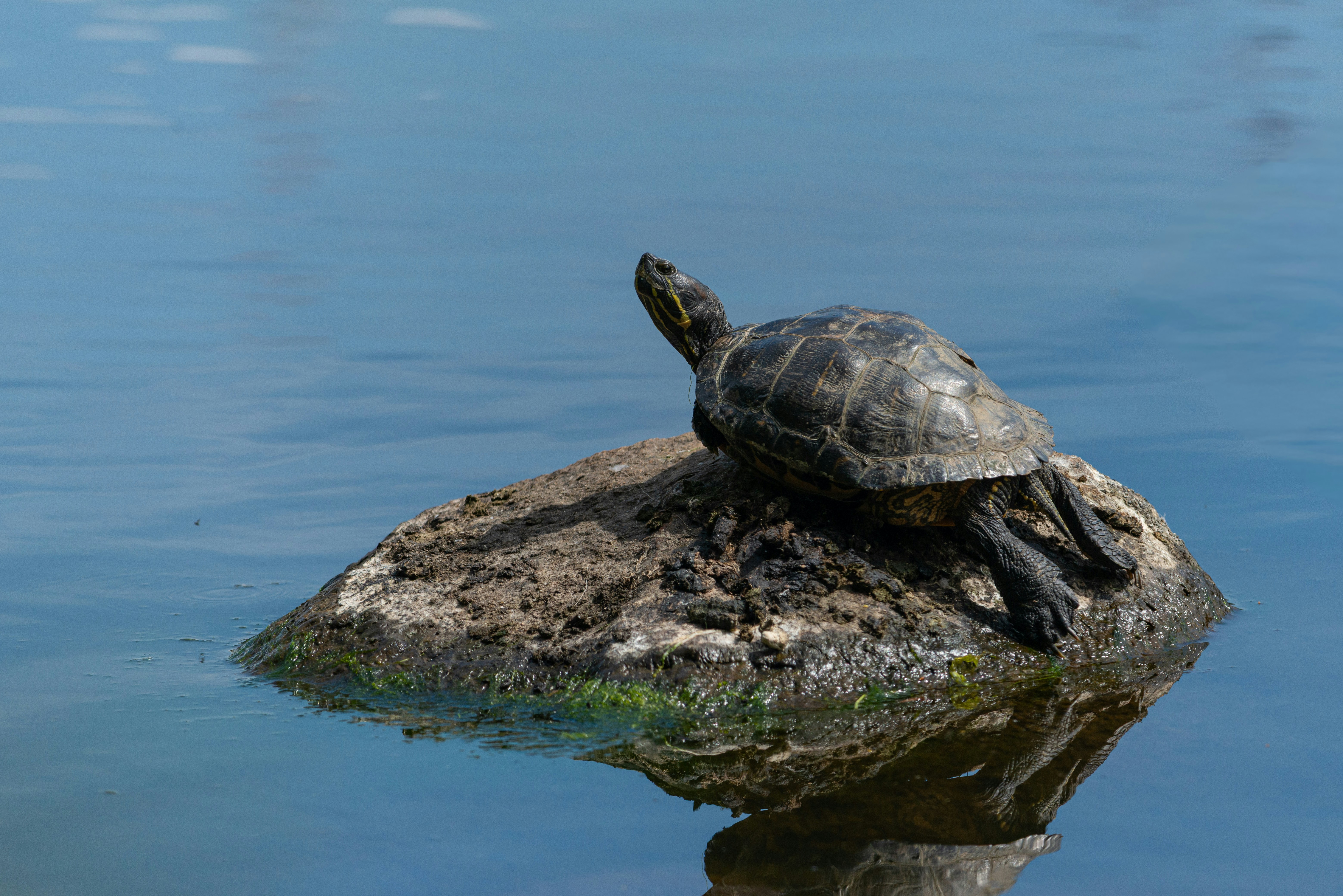 Tortoise at Rest on a Mossy Rock Amid Quiet Waters