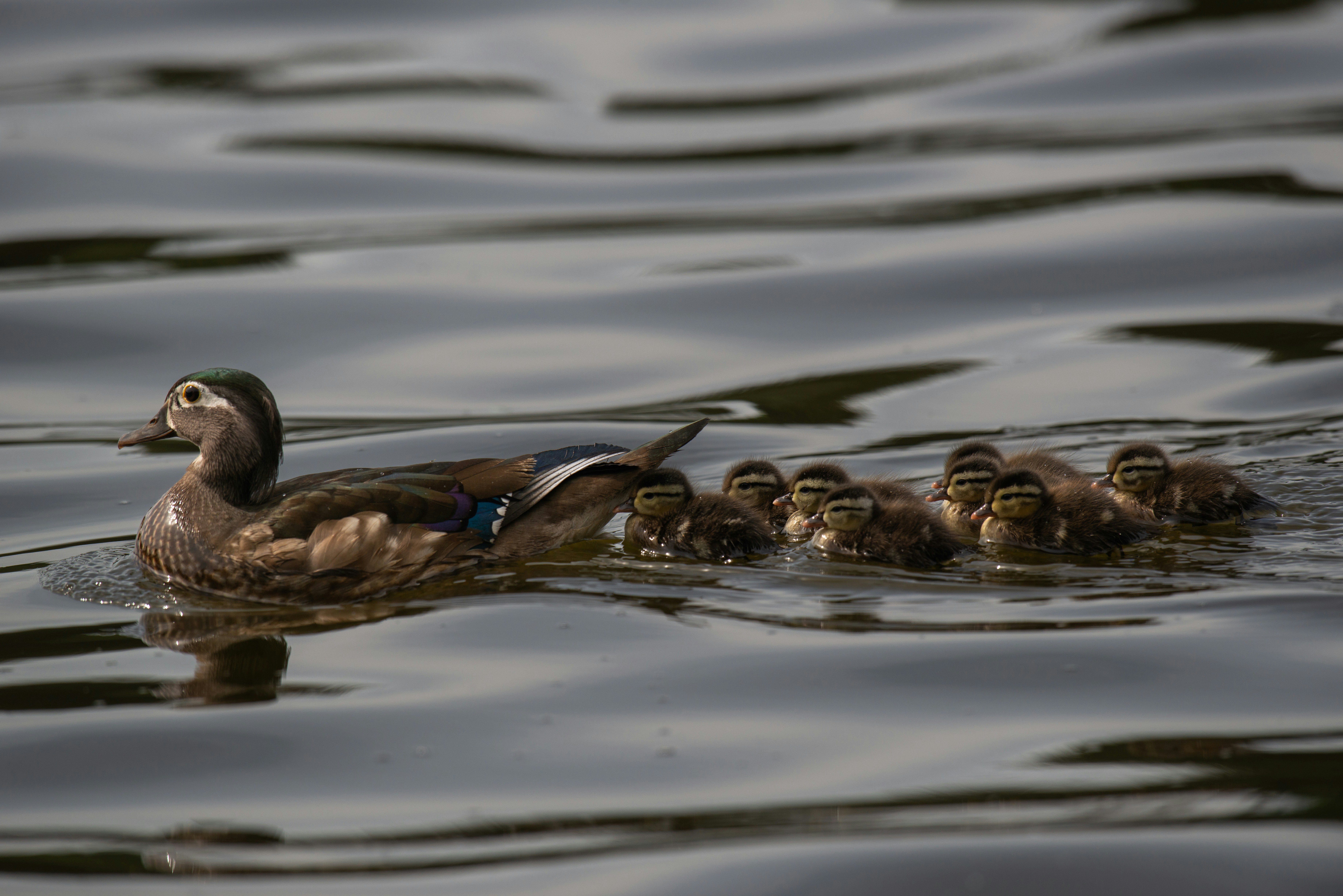 Mother Mallard Leads the Quiet Parade of Ducklings Across Rippling Waters