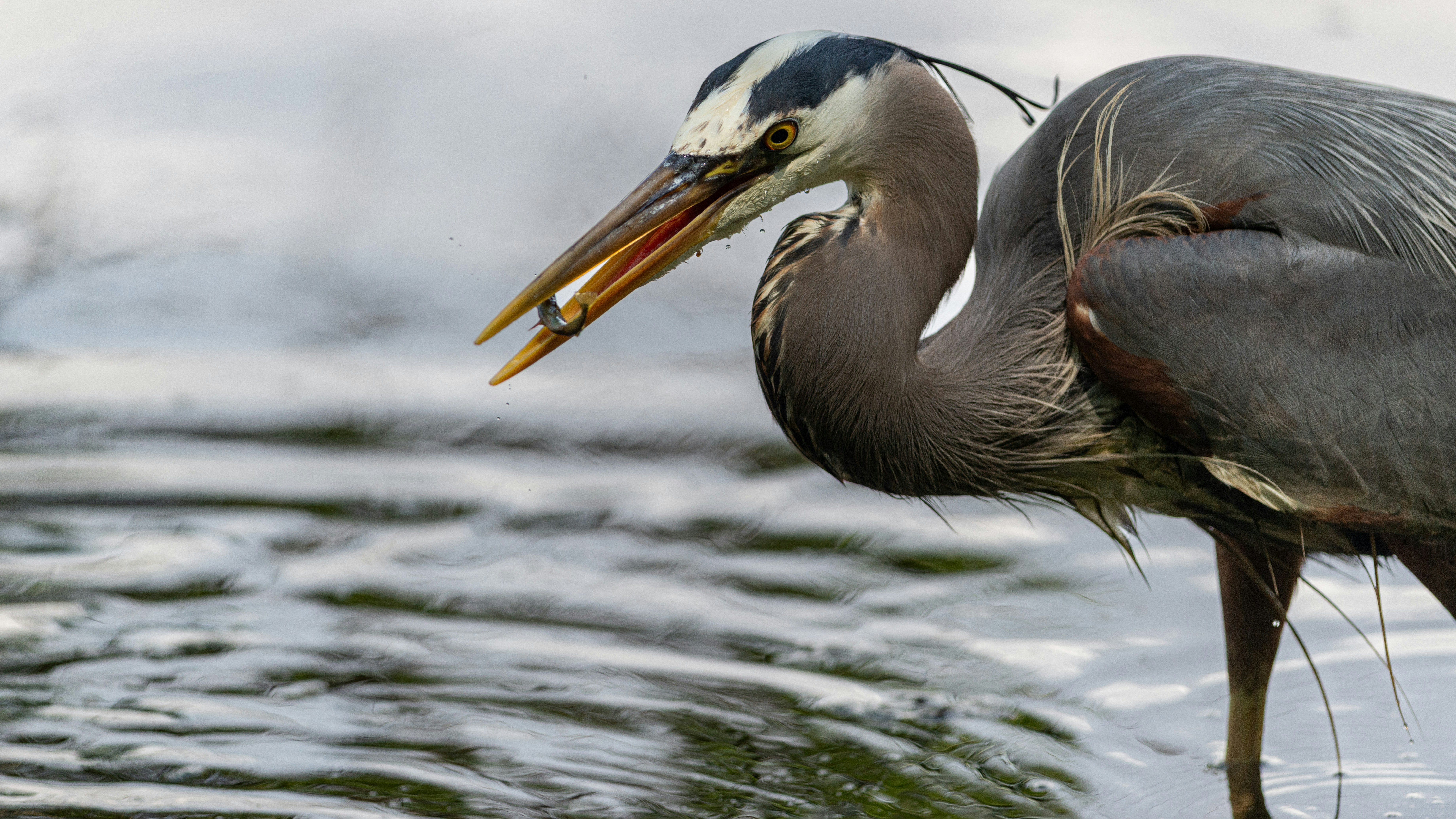 Heron in Stride: A Beaked Glimpse of Wetland Silence