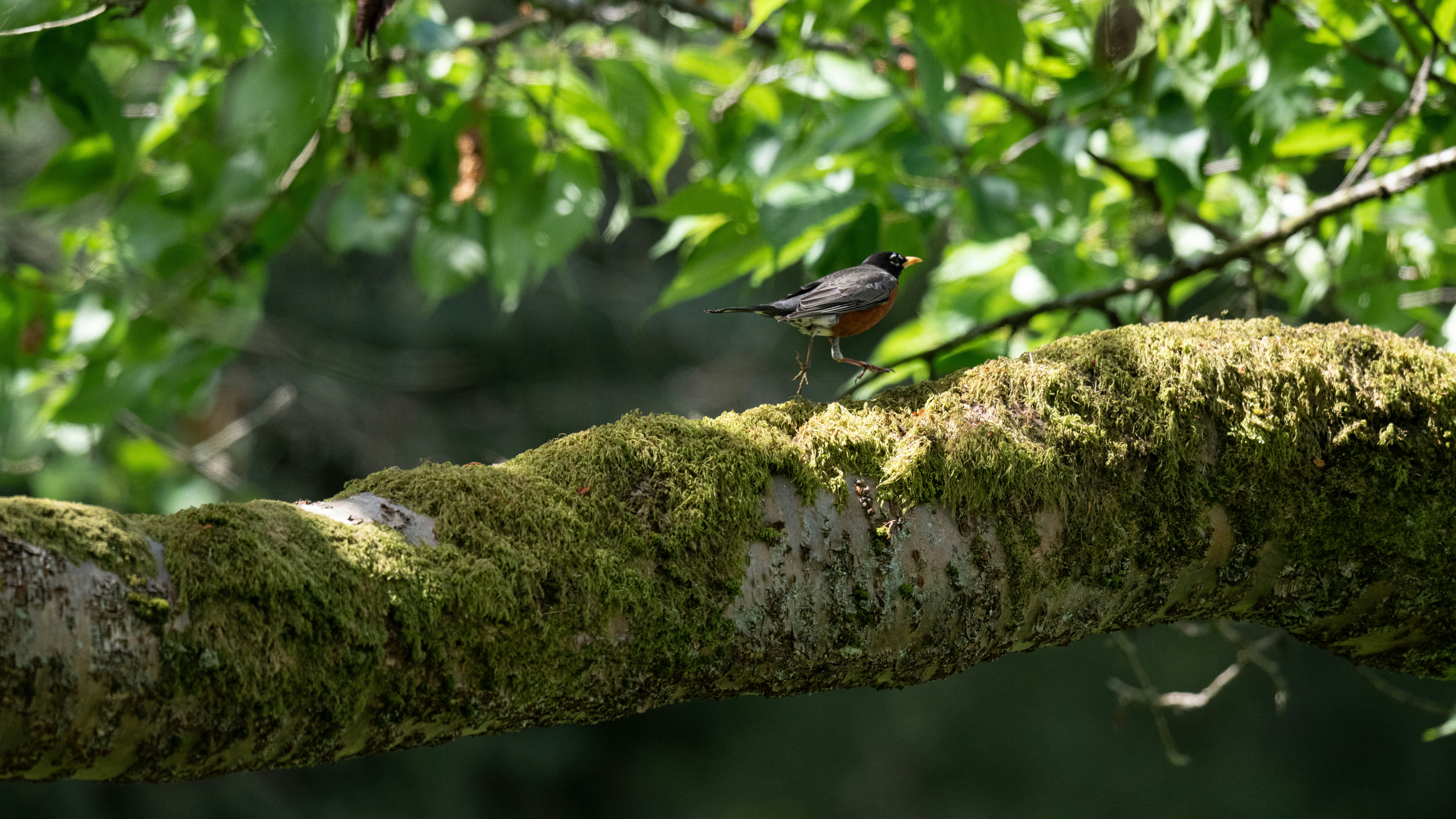A Moss-Cashed Branchwatch: Feral Accent Among Green Canopy