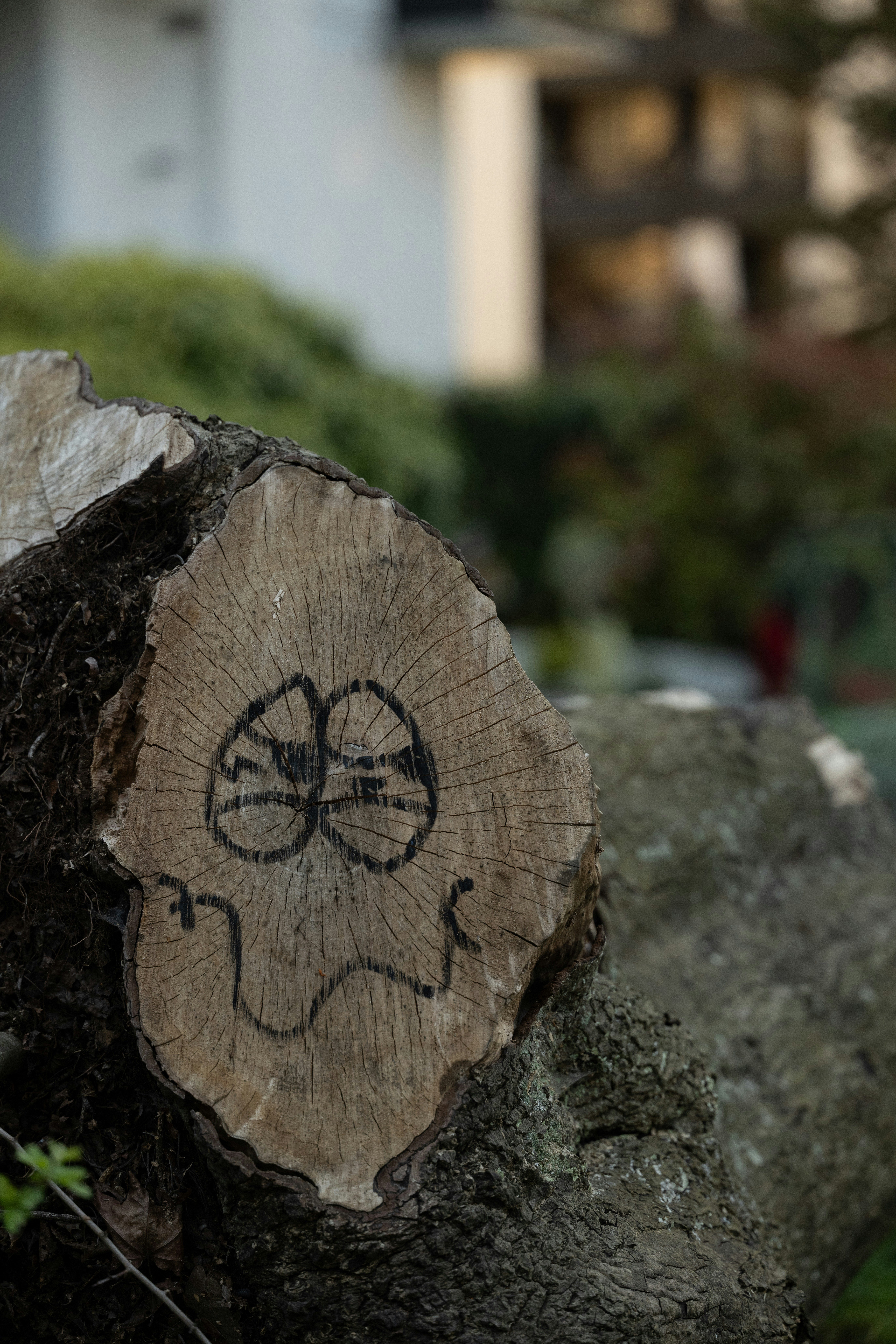 Carved Laugh: A tree stump with a playful face etched into the rings