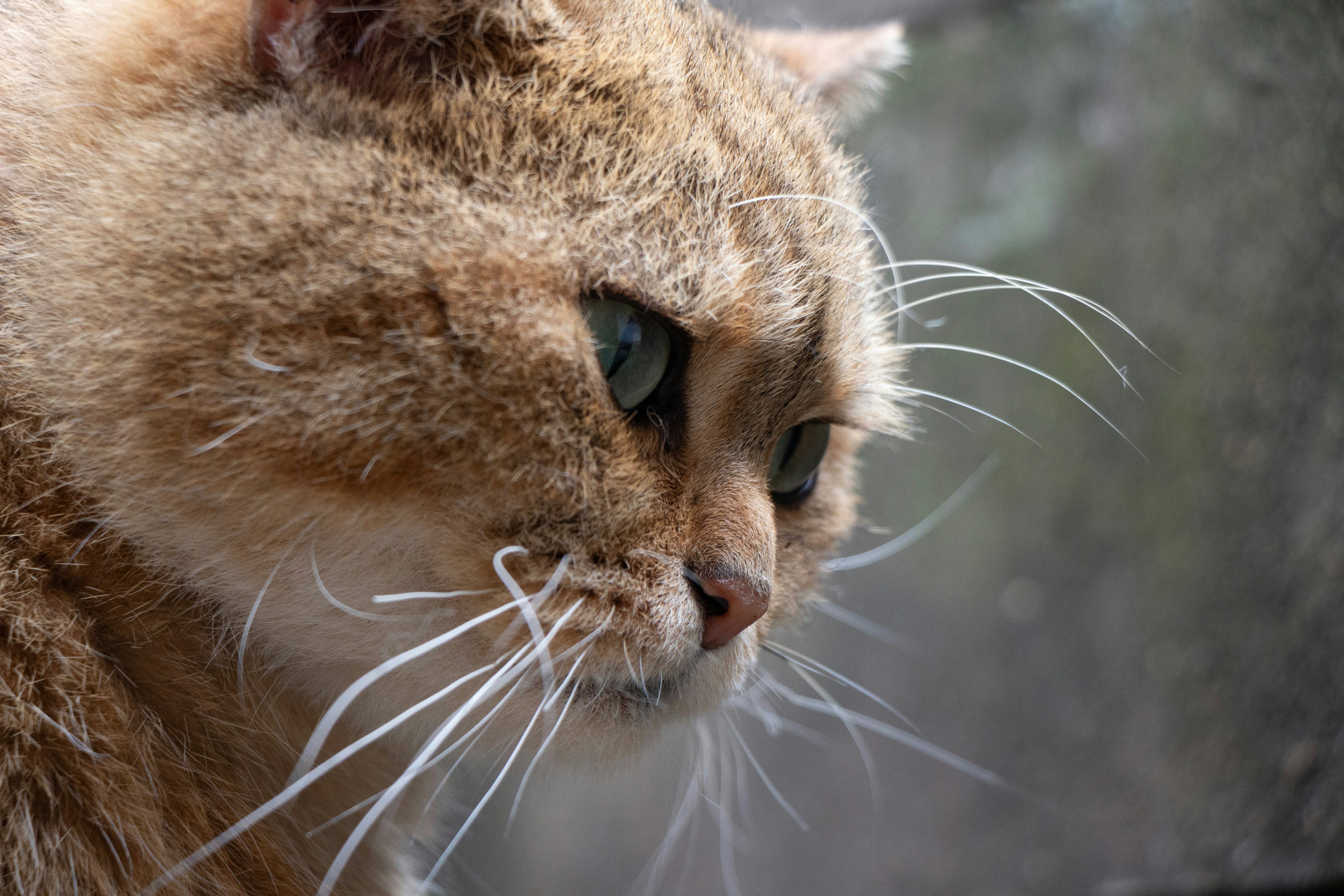 Close-up of a cat's face focusing on its eye and whiskers against a blurred background. A portrait that highlights texture and expression.