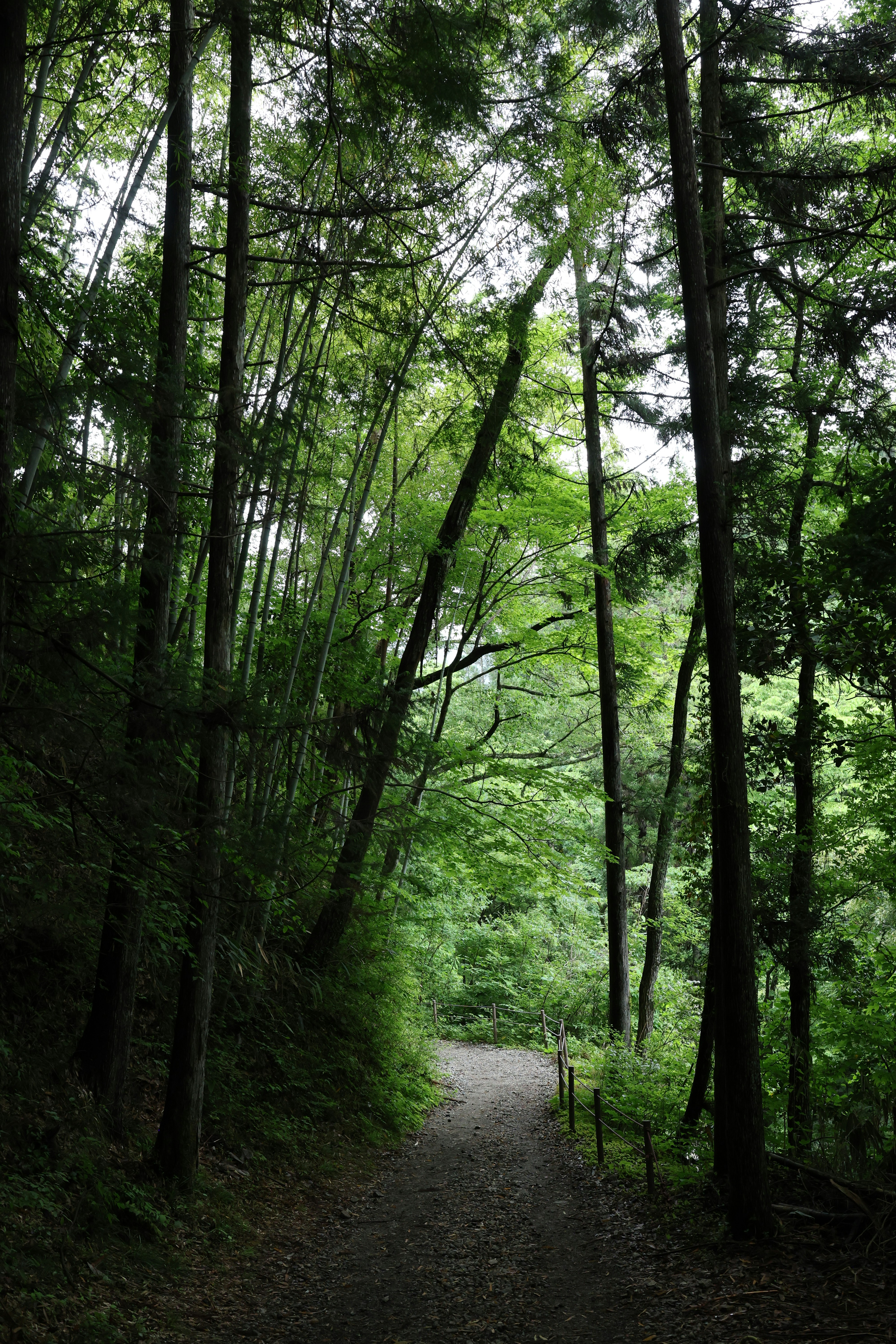 Emerald Path Through a Quiet Forest Corridor
