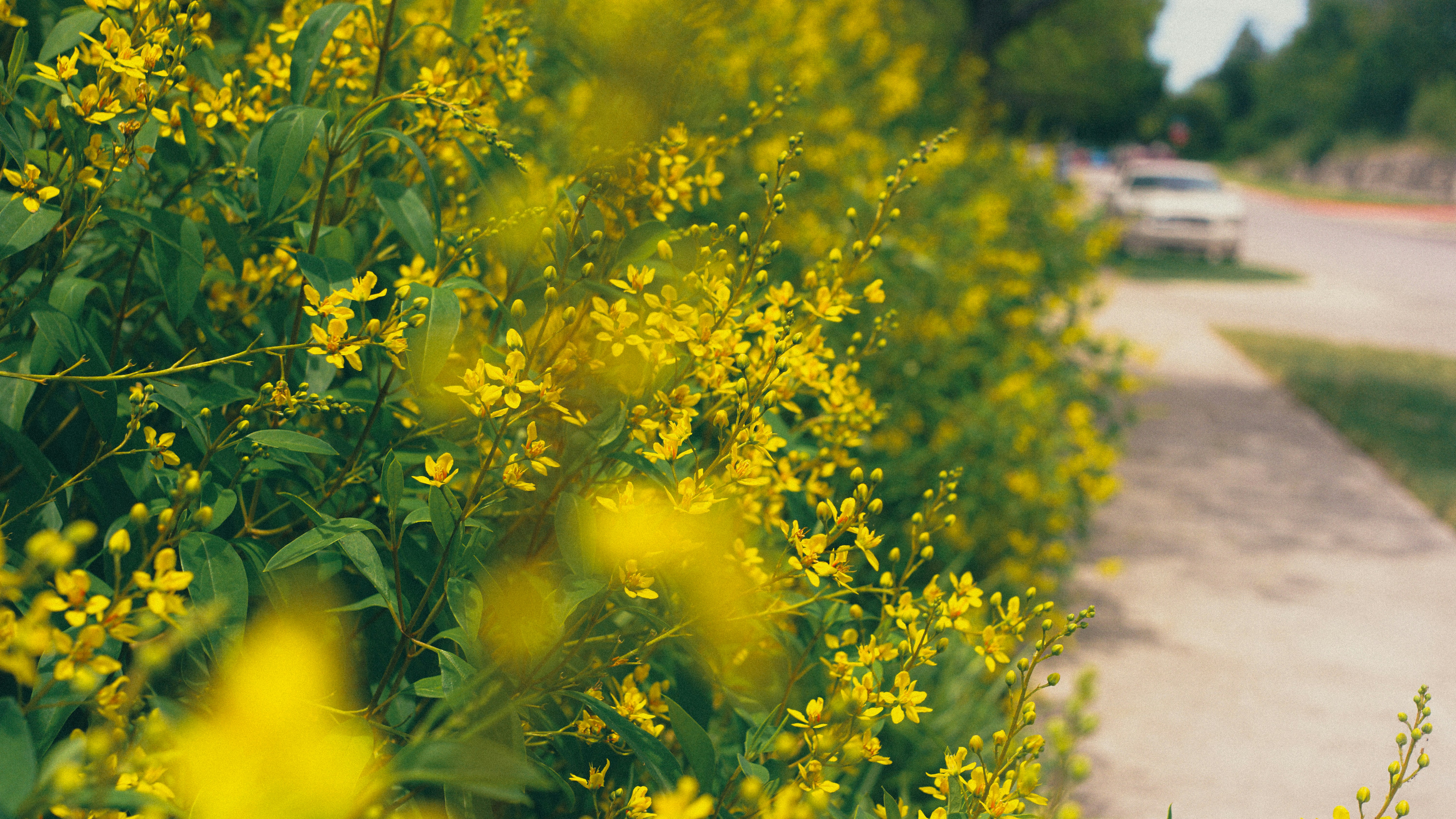 Golden-border Bloomline Along the Sidewalk