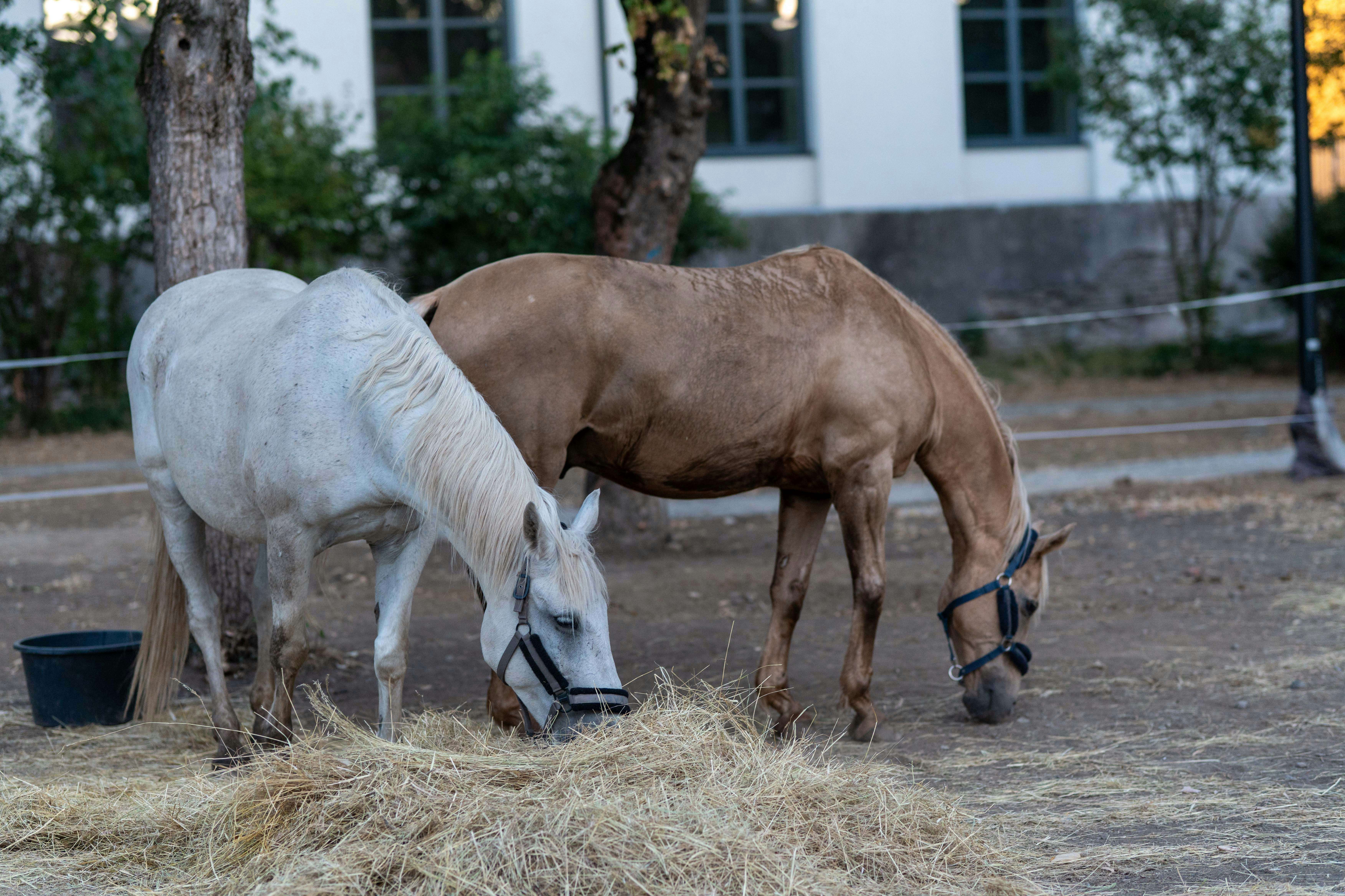 Two Inquisitive Equines at the Hay Bale Feast