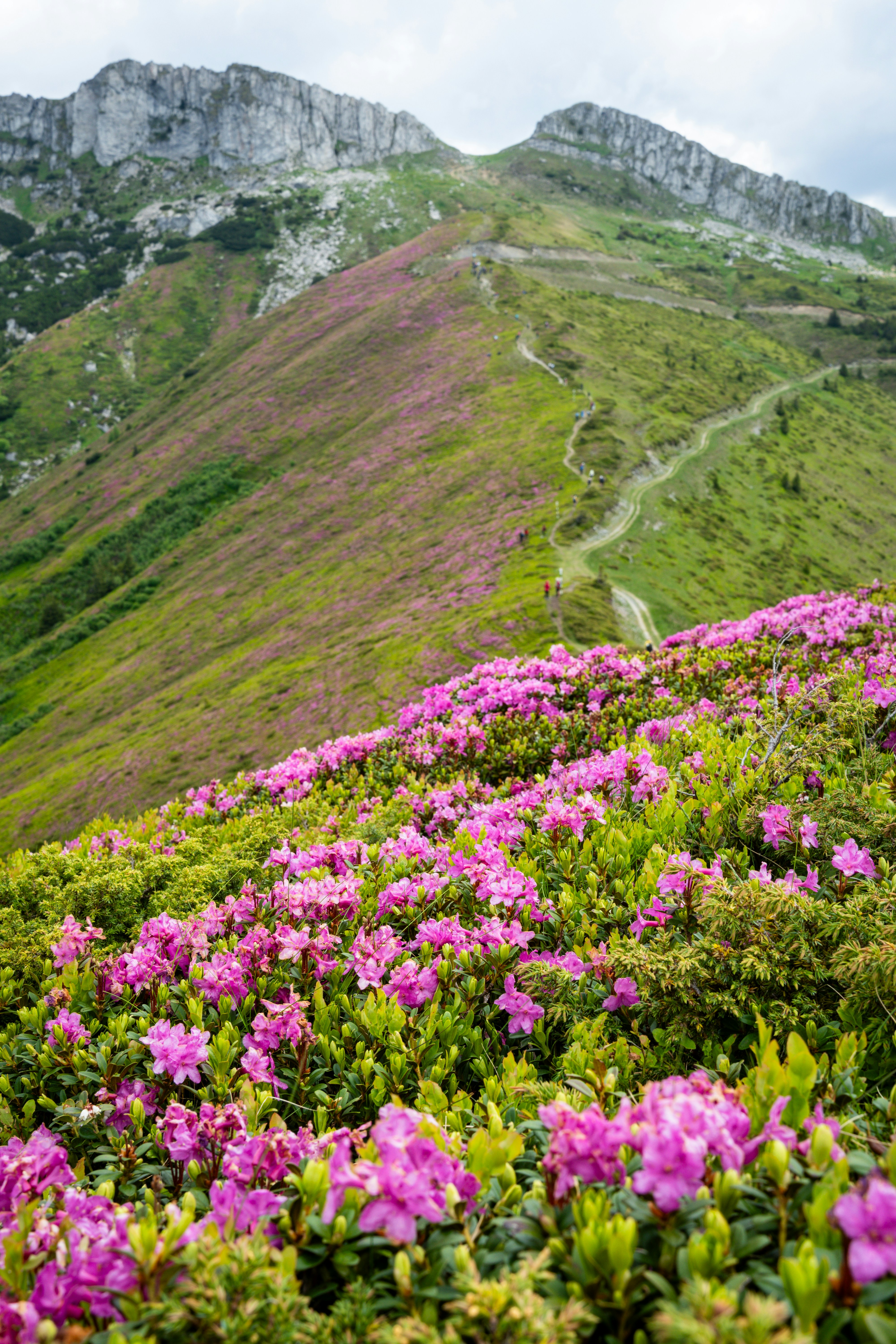Purple slope: a winding ridge through blooming hills