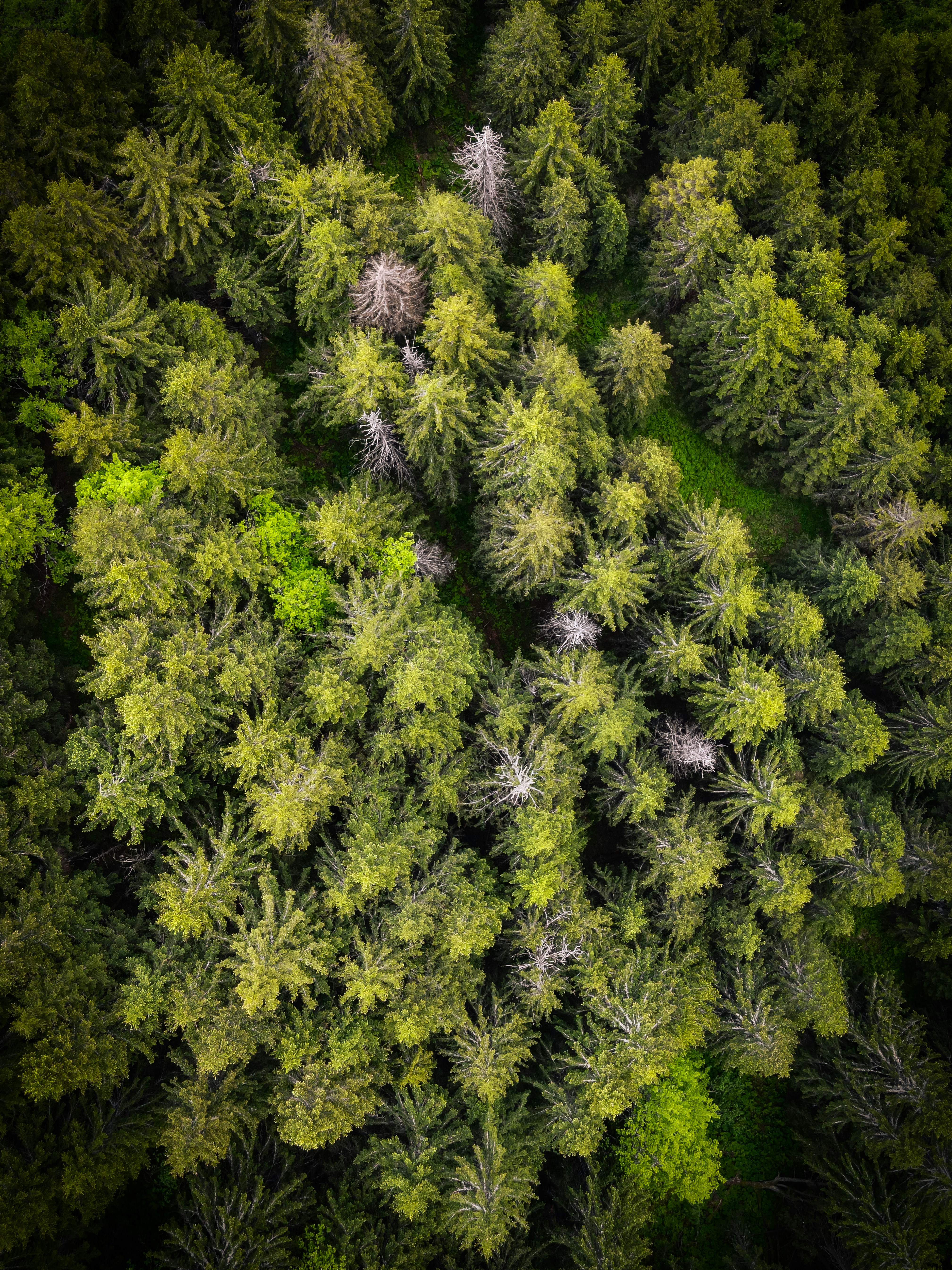 Canopy Echoes: A Quiet Sea of Pines from Above