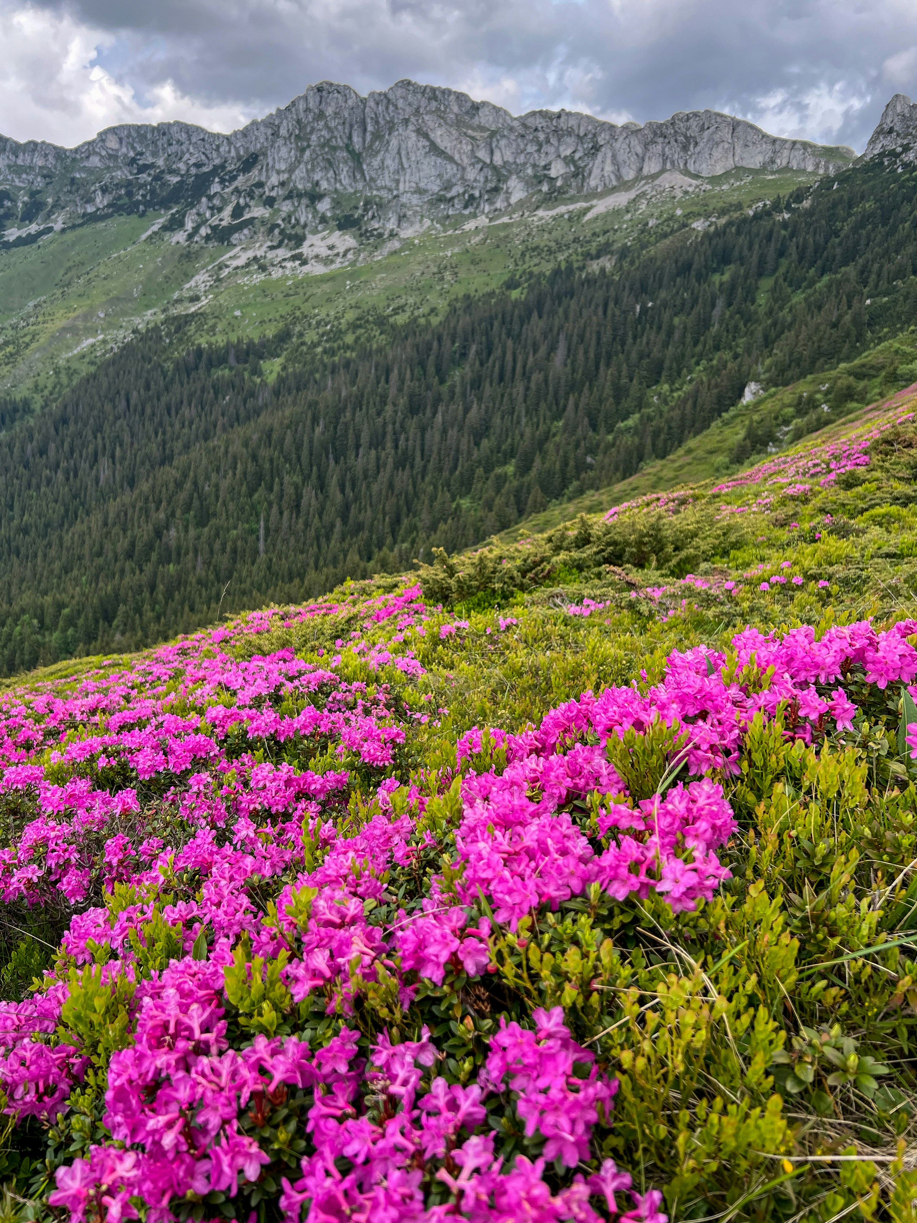 Pink Carptured Peaks: Alpine Meadow in Bloom