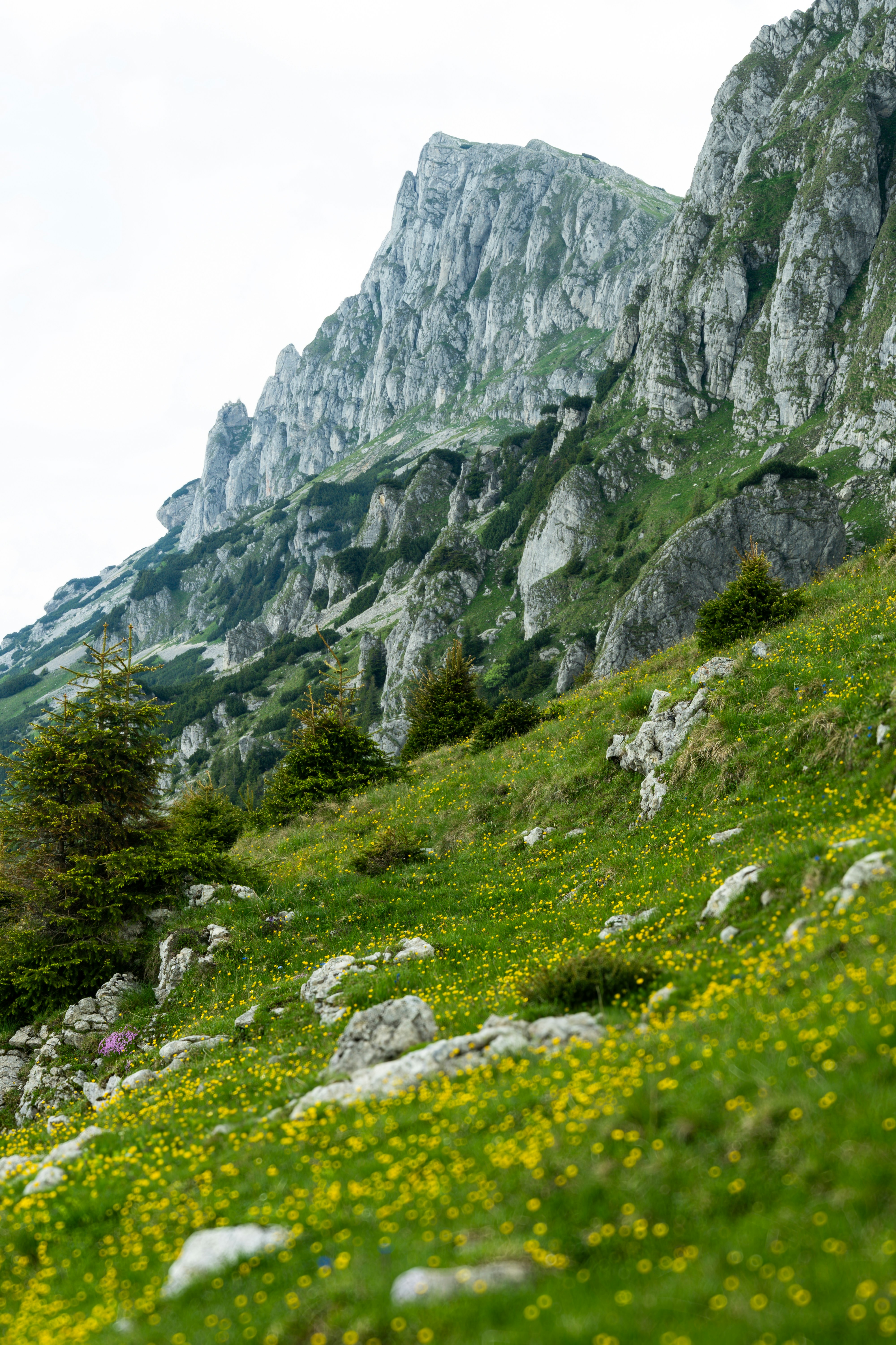 Green Alpine Slope under a Jagged Ridge