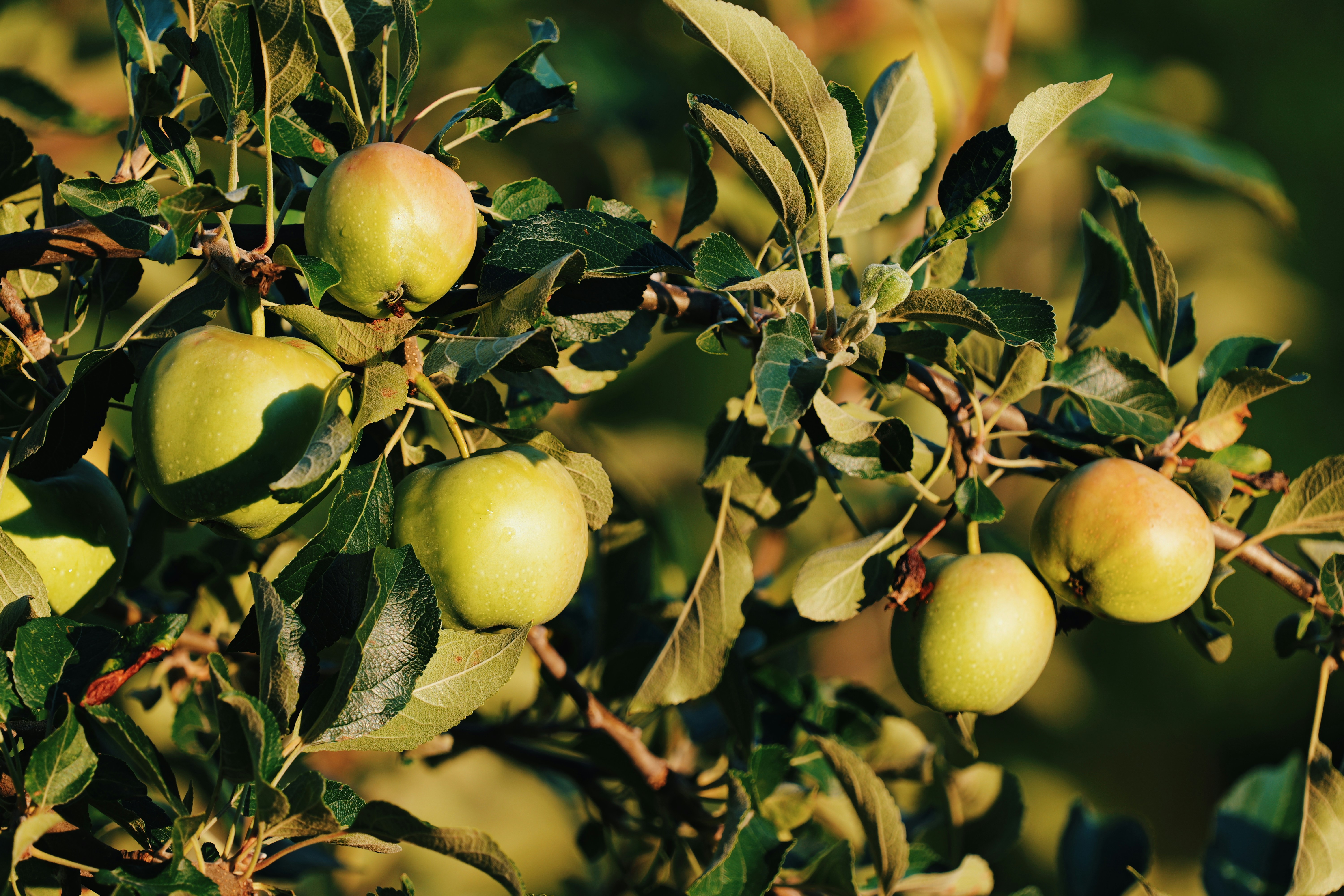 Fresh Green Apples on a Branch in Golden Sunlight after rain