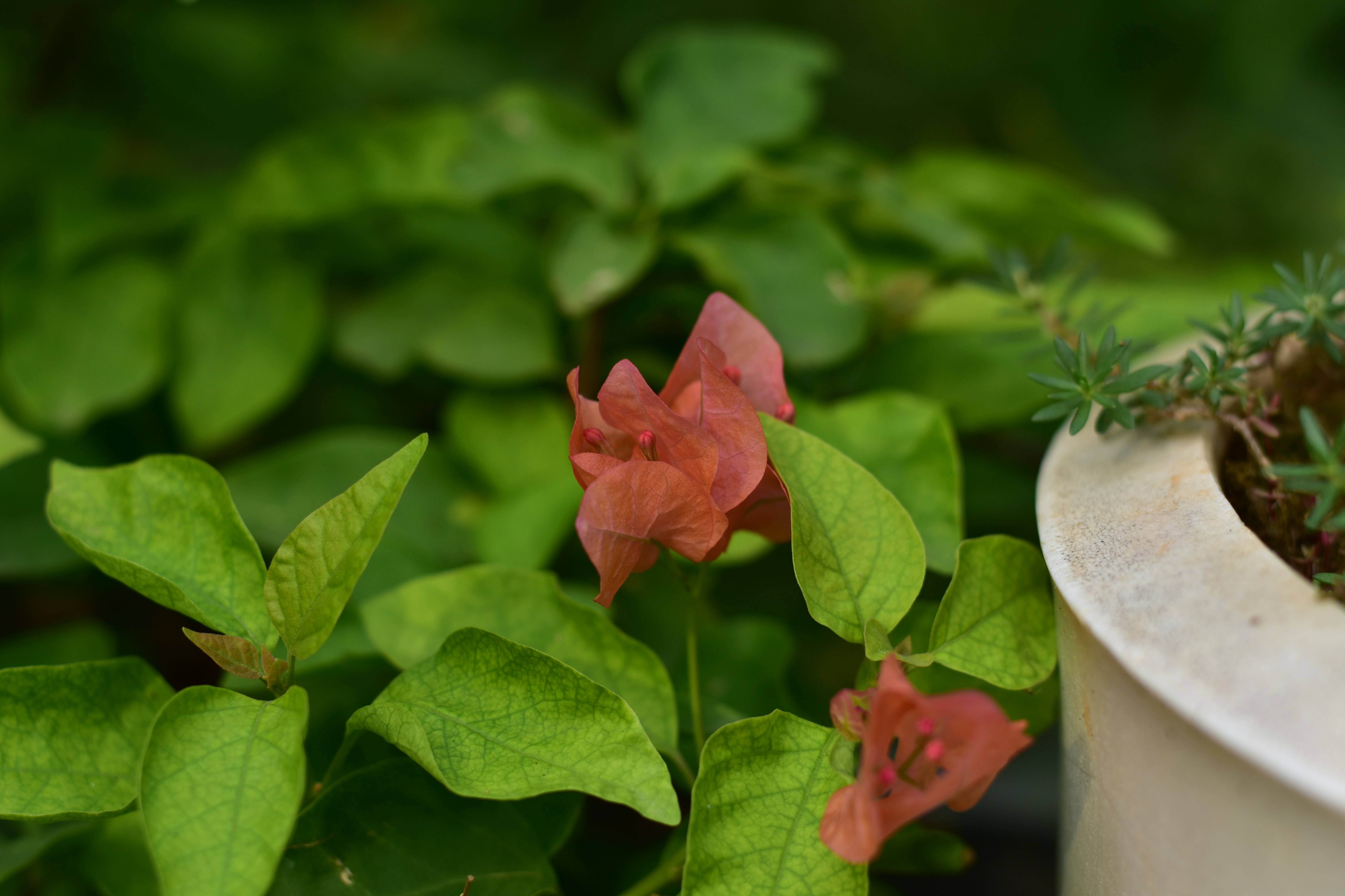 Vibrant pink bougainvillea blossoms rise among lush green leaves beside a light pot, creating a natural close-up scene.