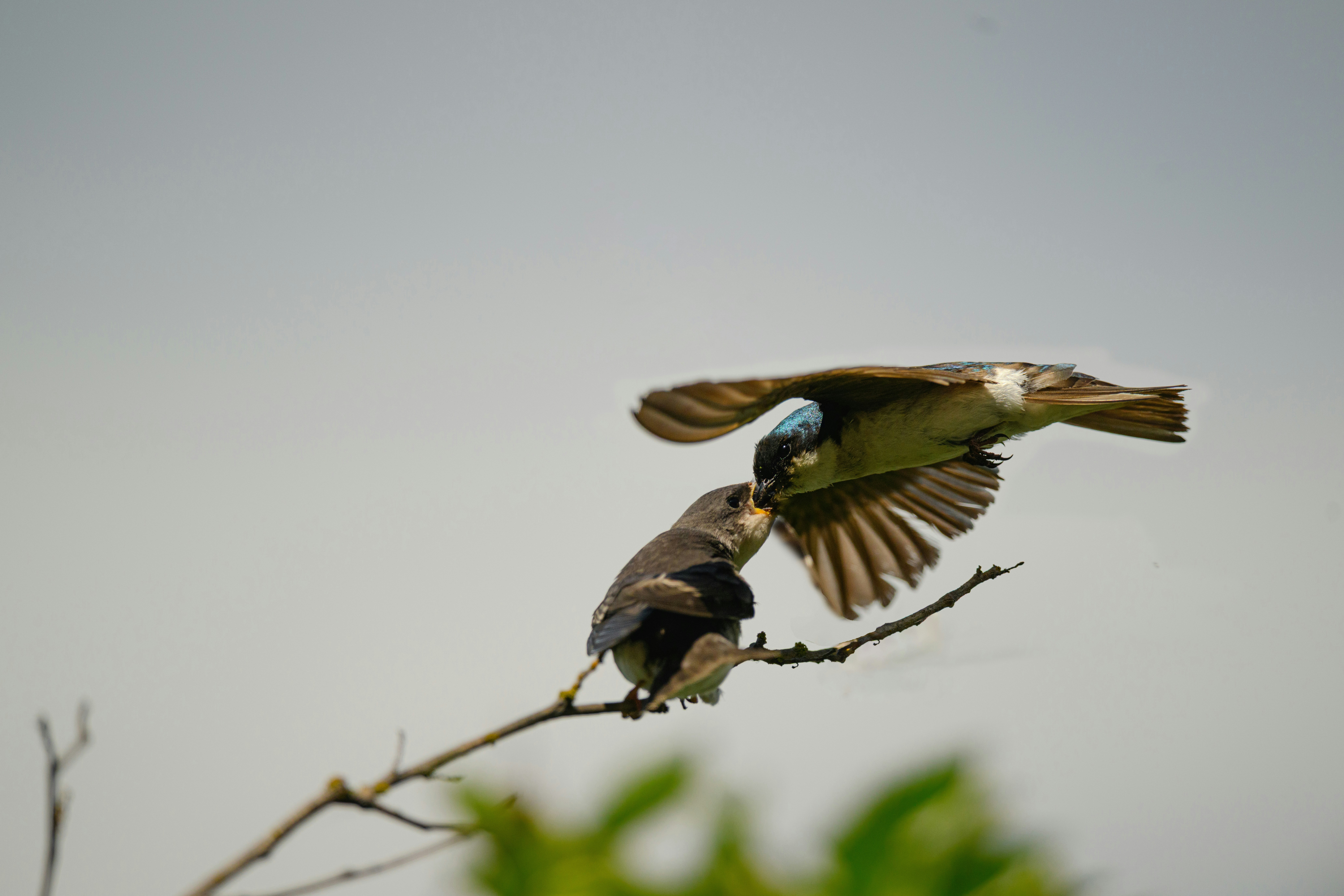 Kingfisher Toasting the Moment: Wingbeat in the Open Sky