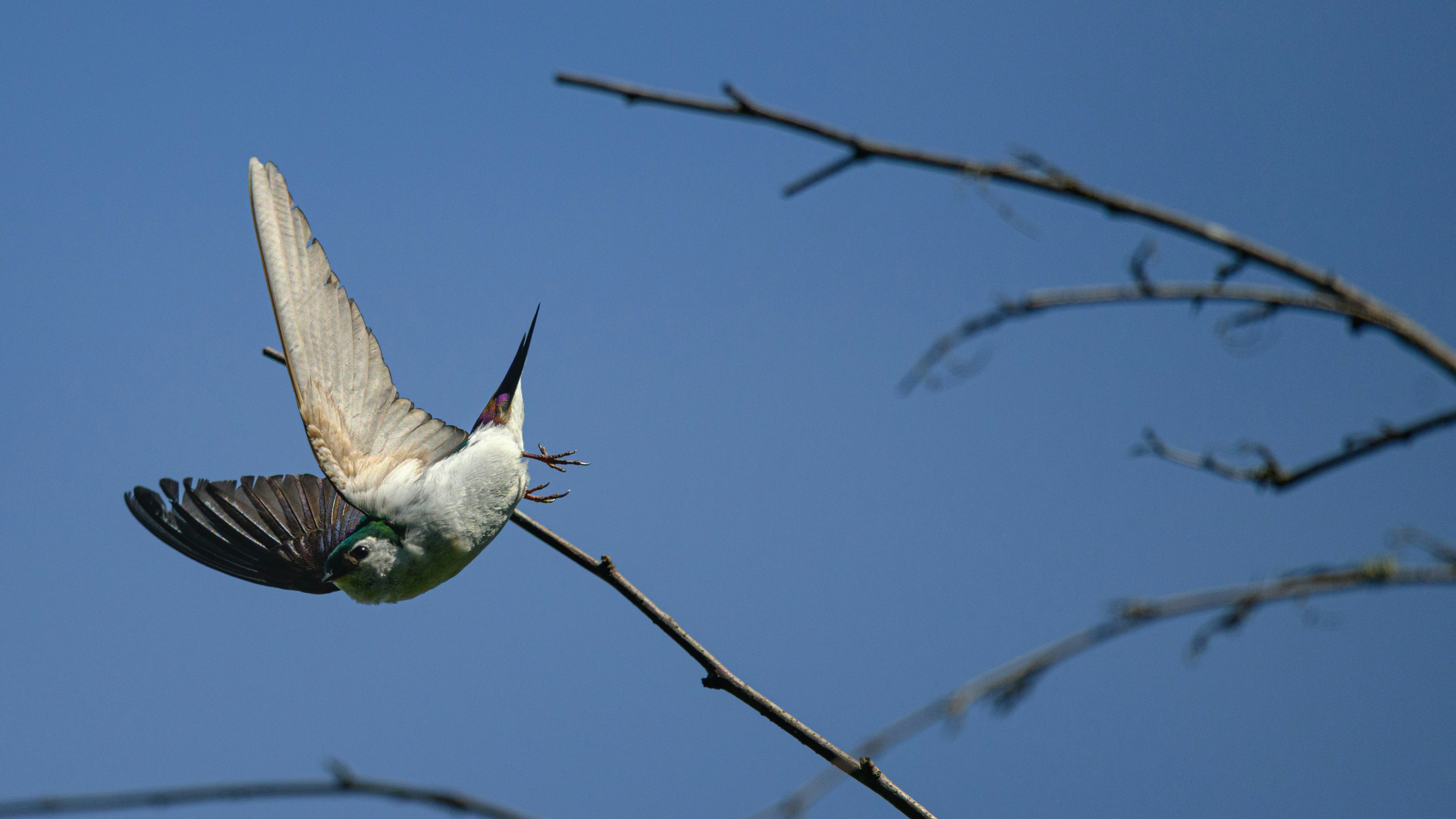 High-Soaring Sooty Kingfisher: A Moment of Winged Defiance