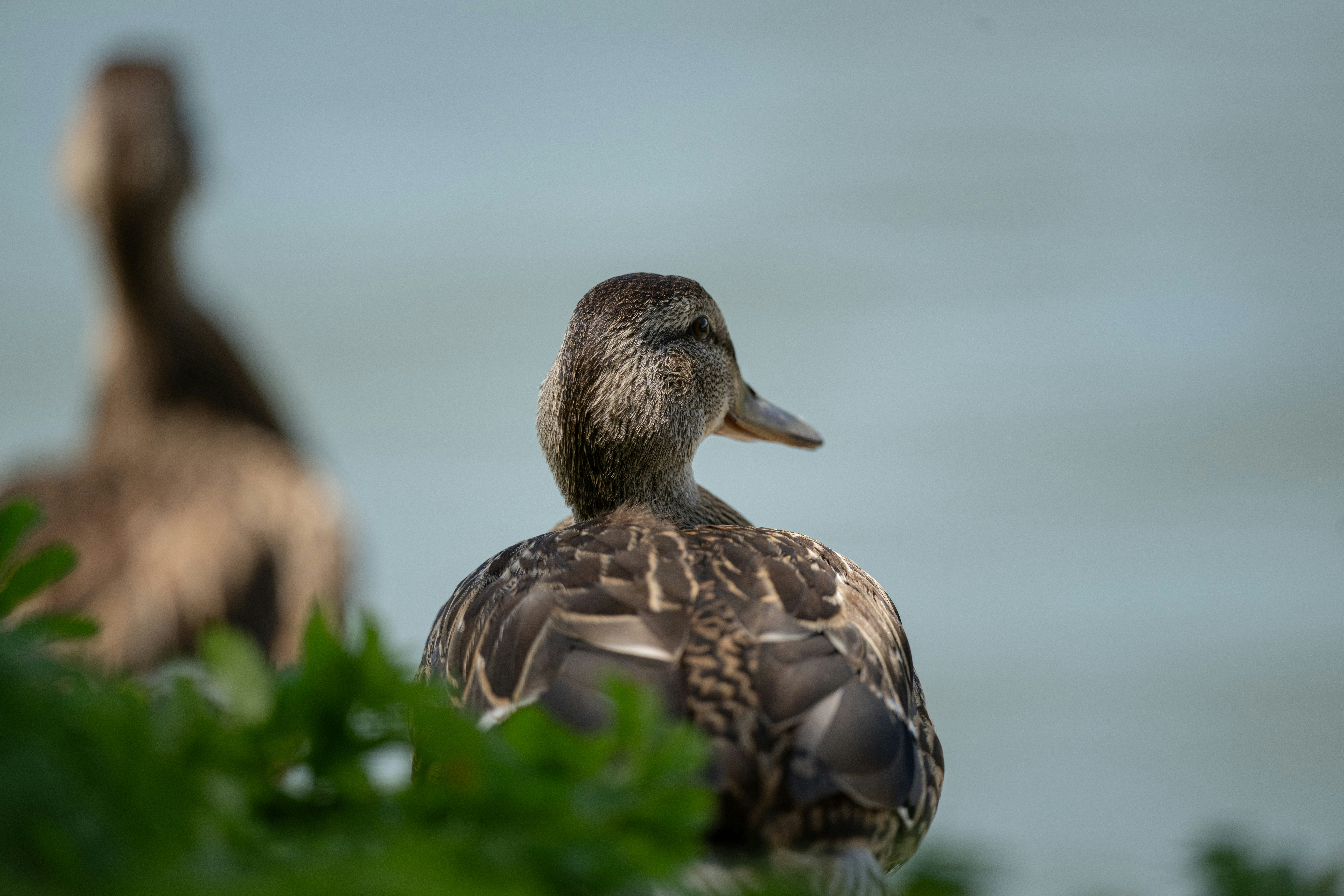 Back-View Buoy: A Duck Breaking Away From the Foreground Greenery