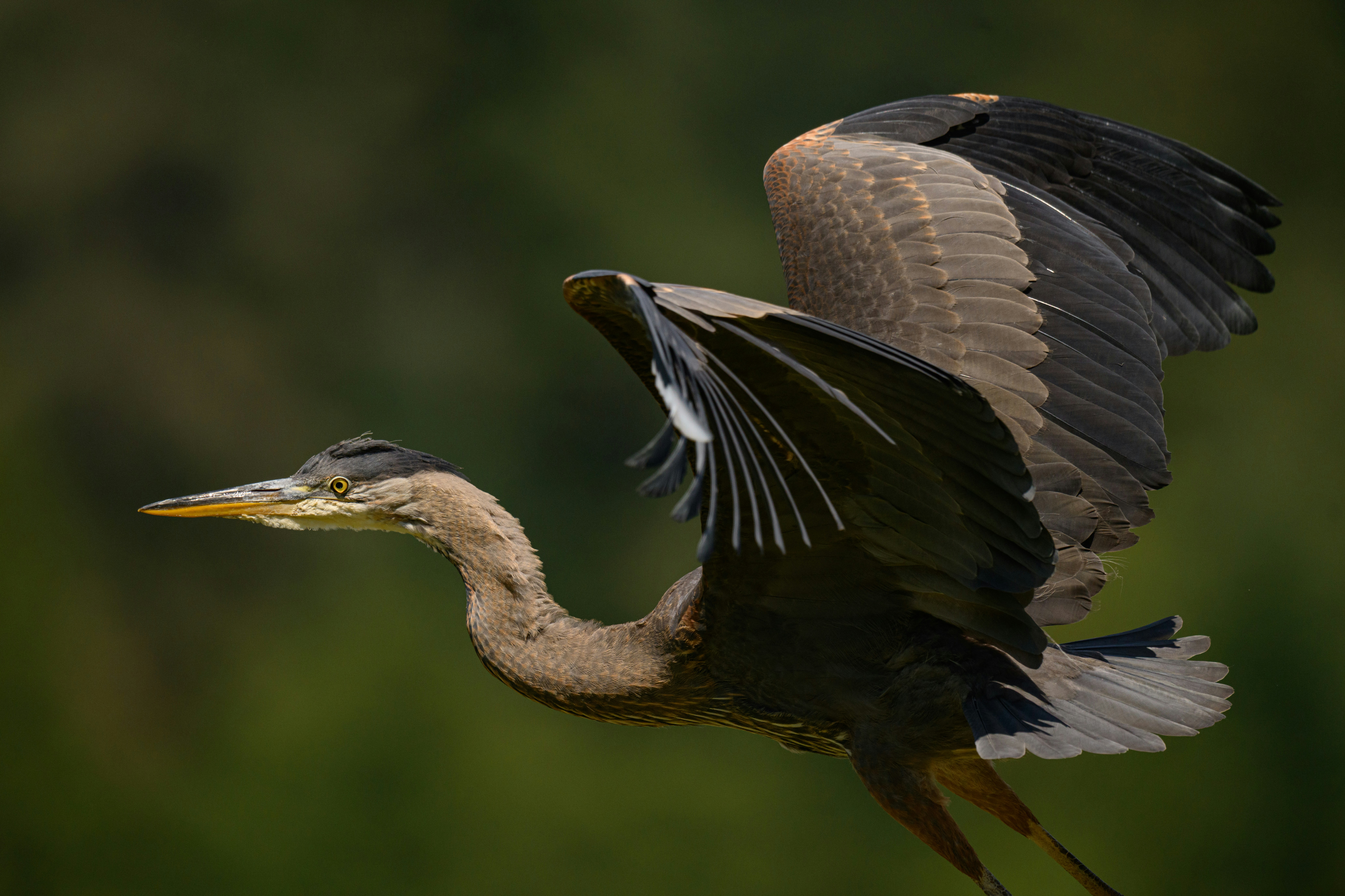 Mid‑Flight Heron: Framing the Long Beak in a Green Backdrop