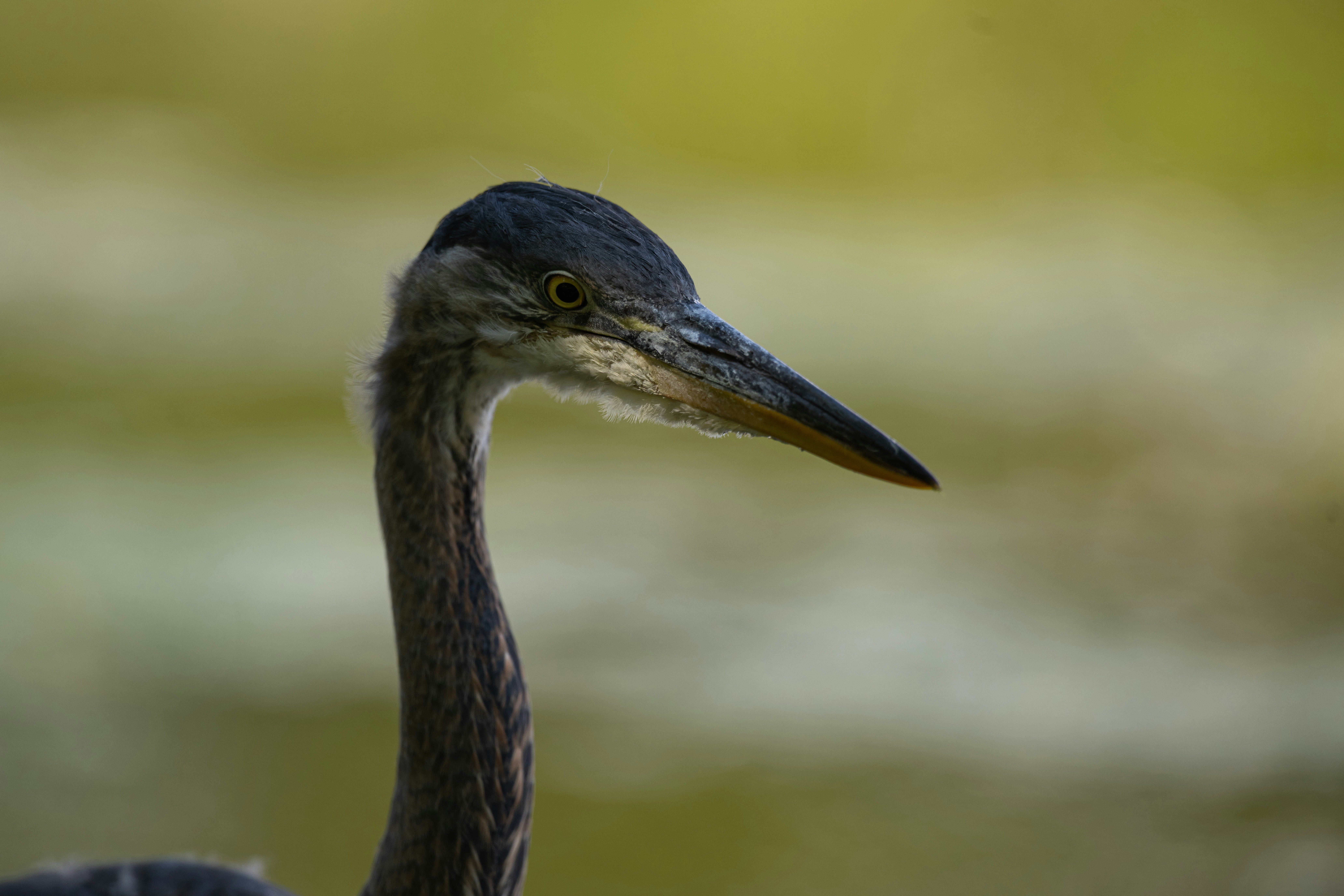 Heron Portrait: A Sharp Gaze Above Still Waters
