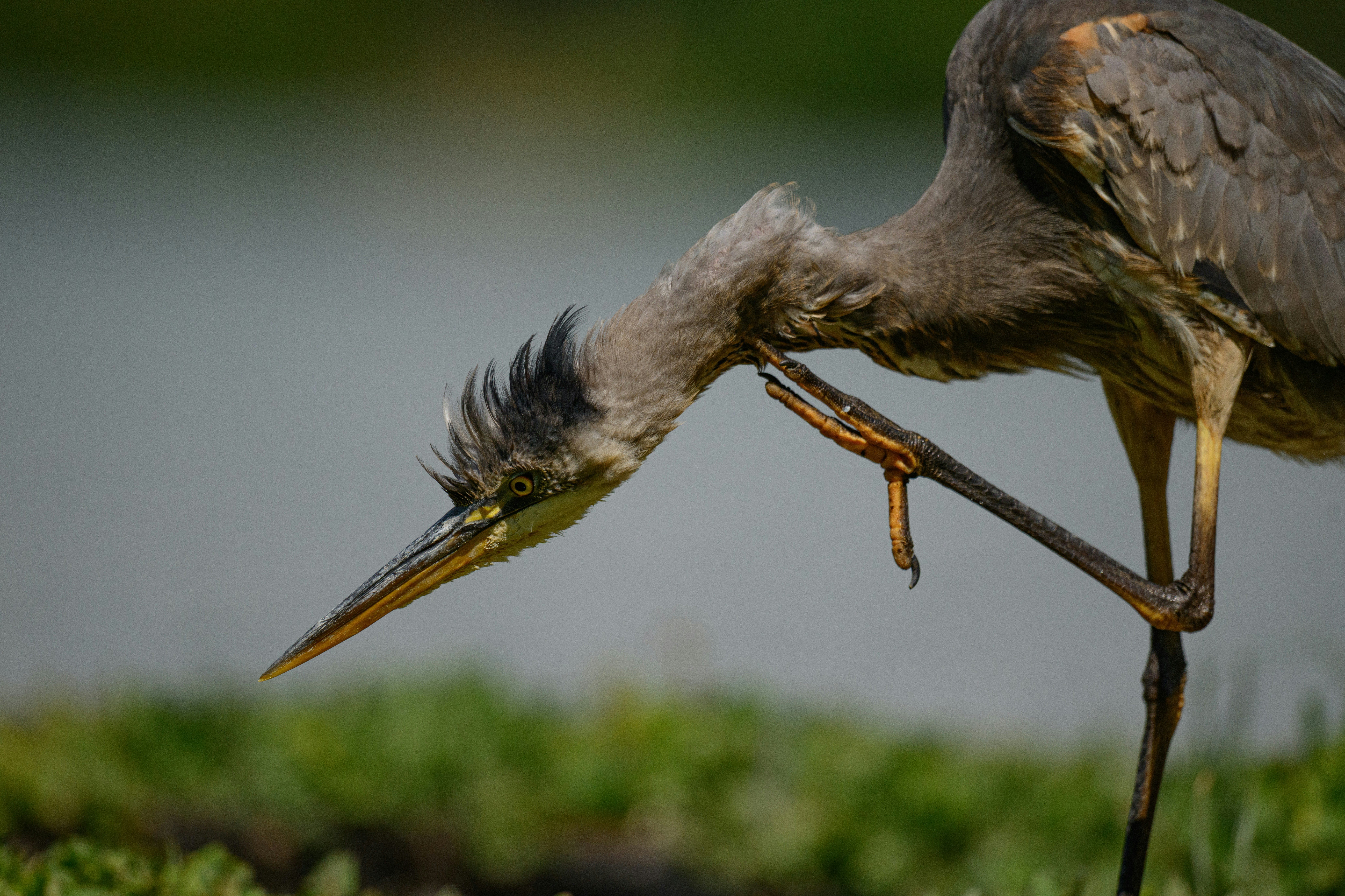 Stilted Focus: Heron in Moment of Balance