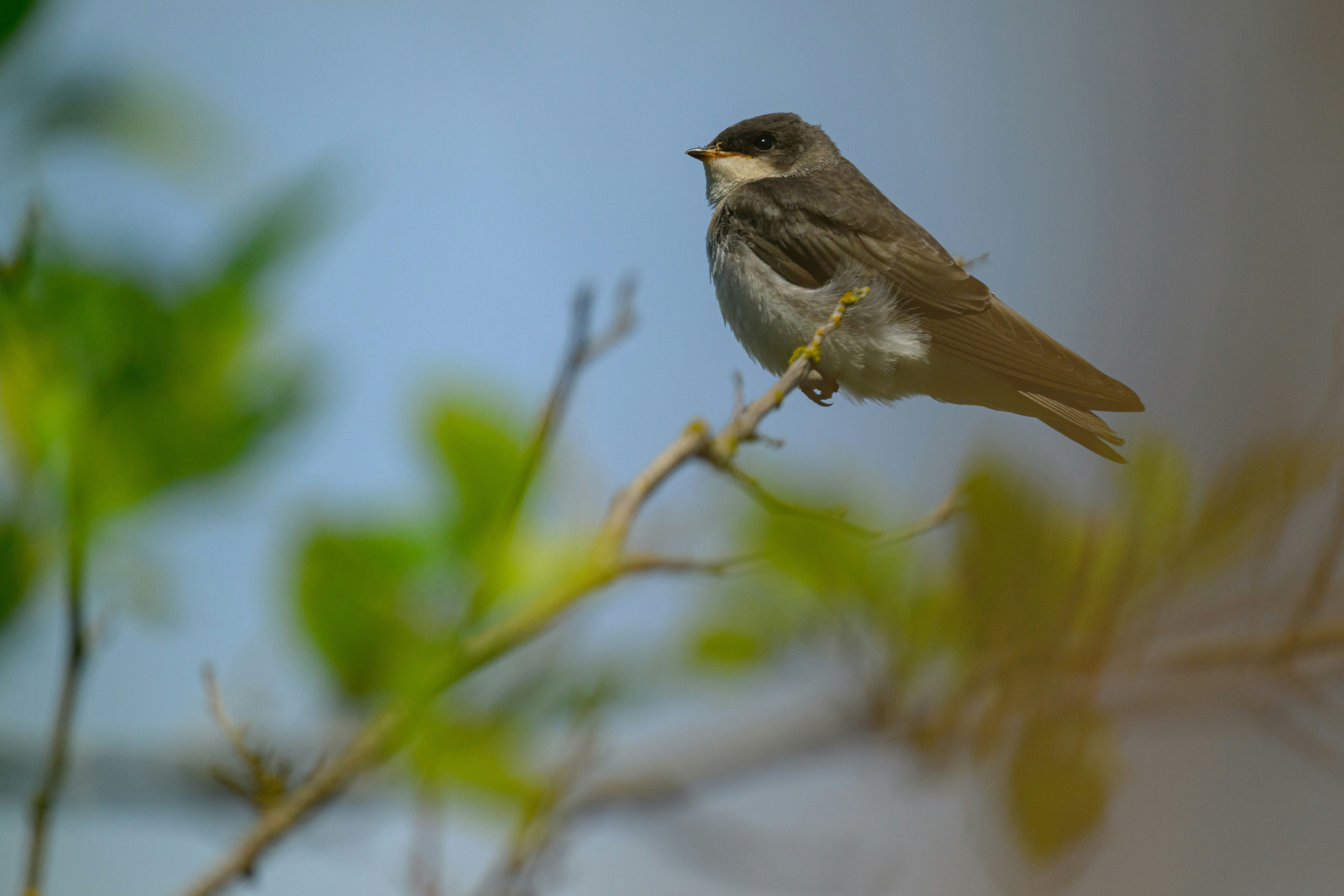 Perched on a twig: a lone warbler against blue morning light