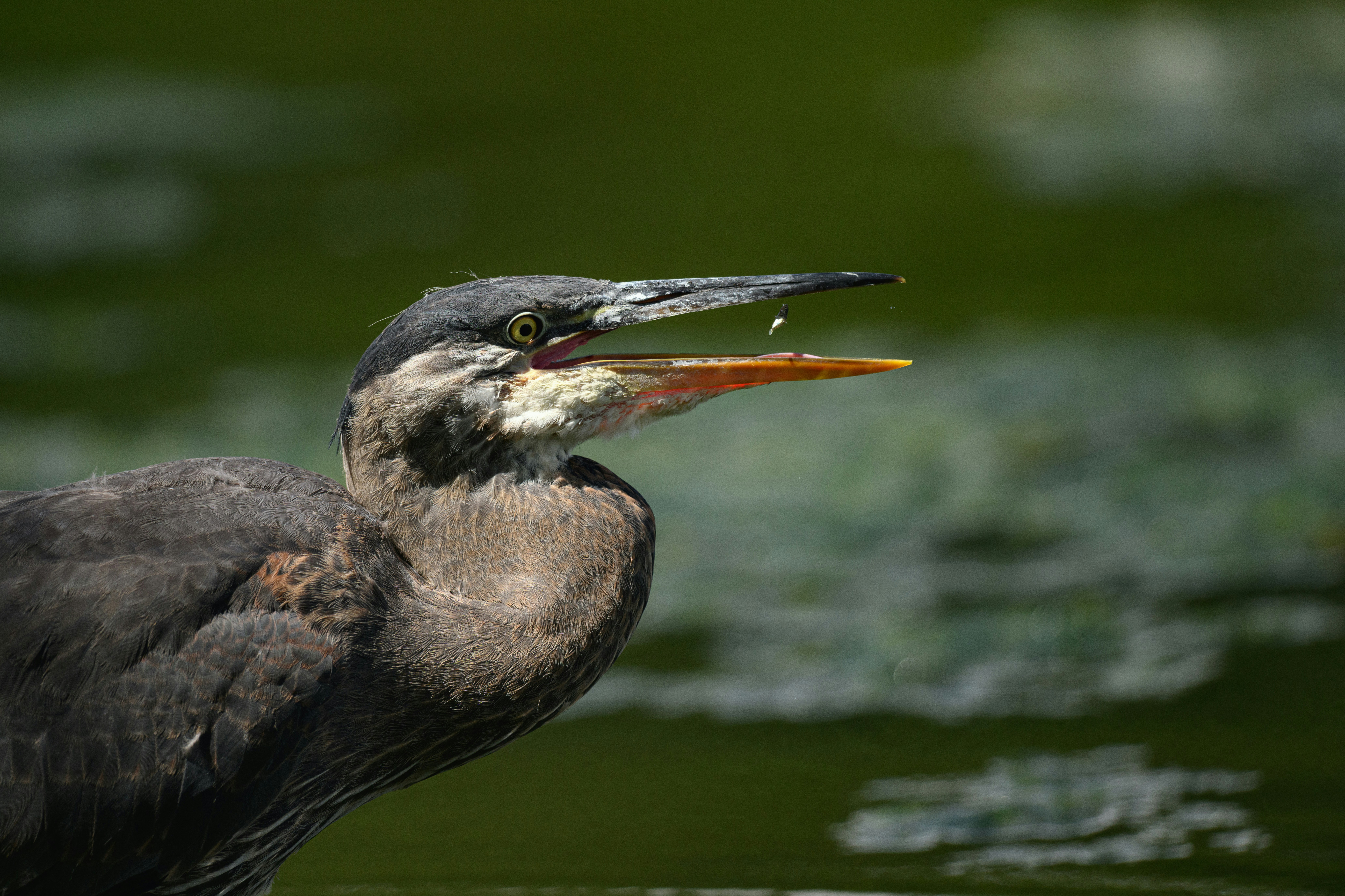 Heron’s Lunge: A Beakful of Silence