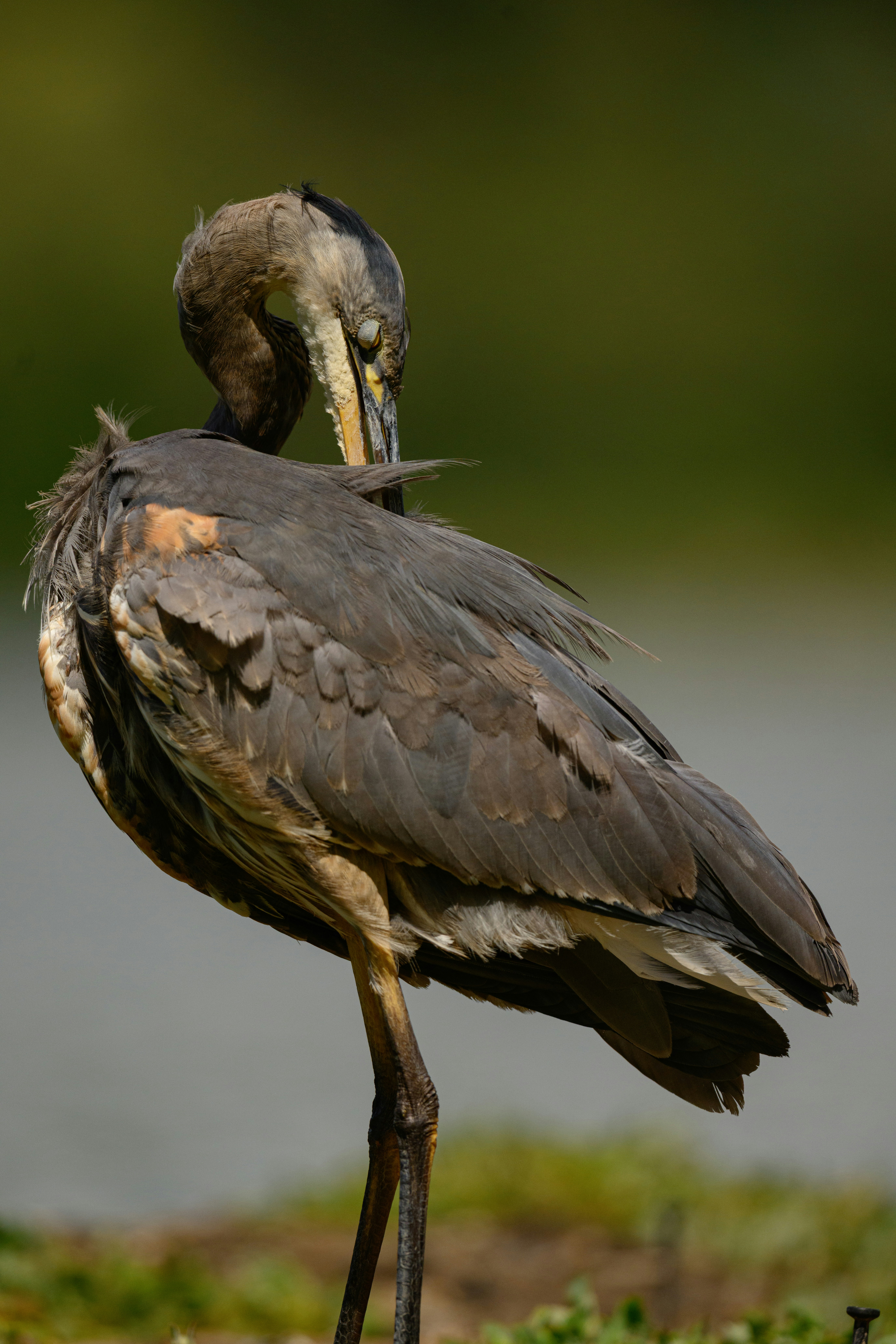 Heron in Portrait: a Curved Neck and Preened Feathers