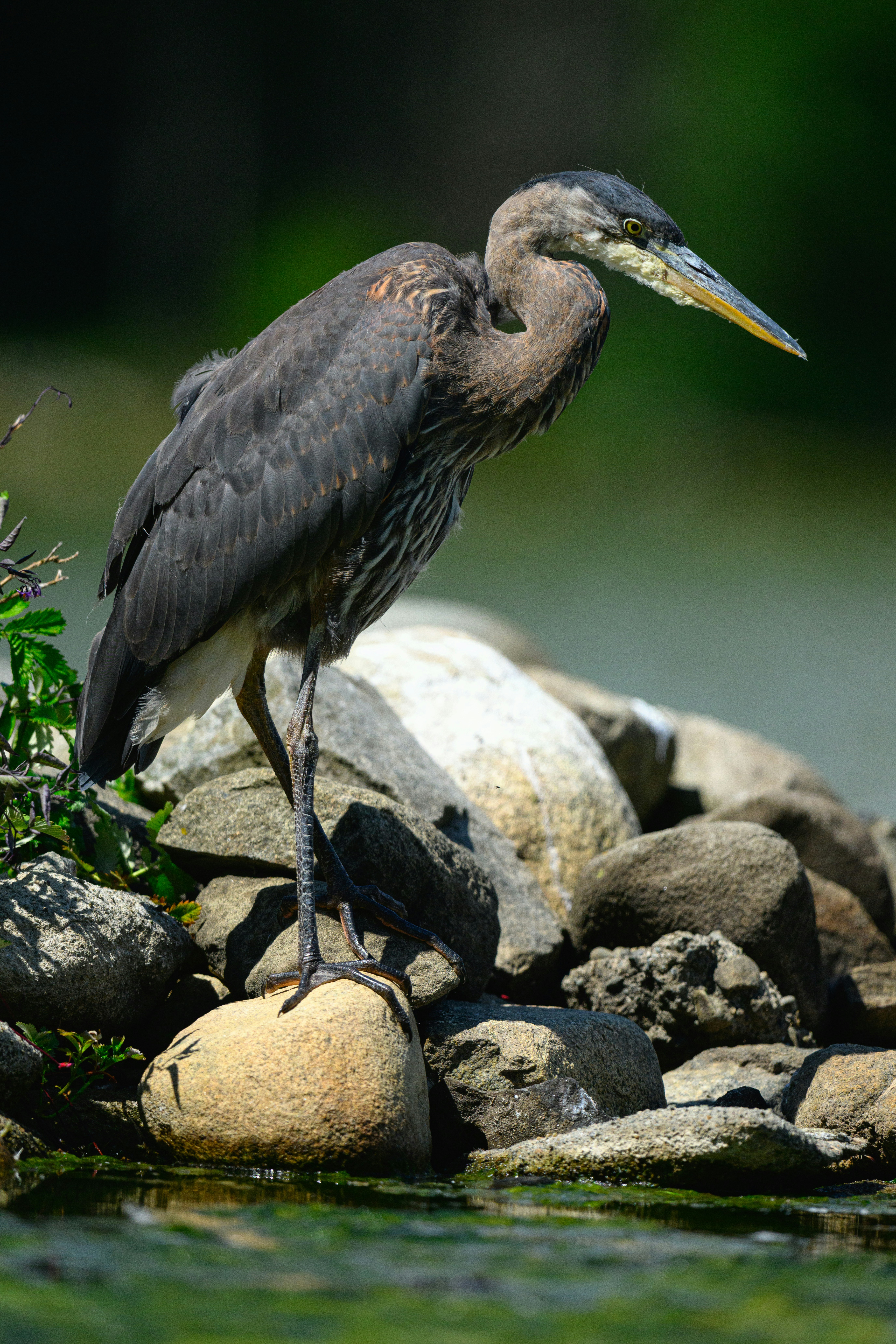 Heron on Stones: A Quiet Moment by the Riverbank