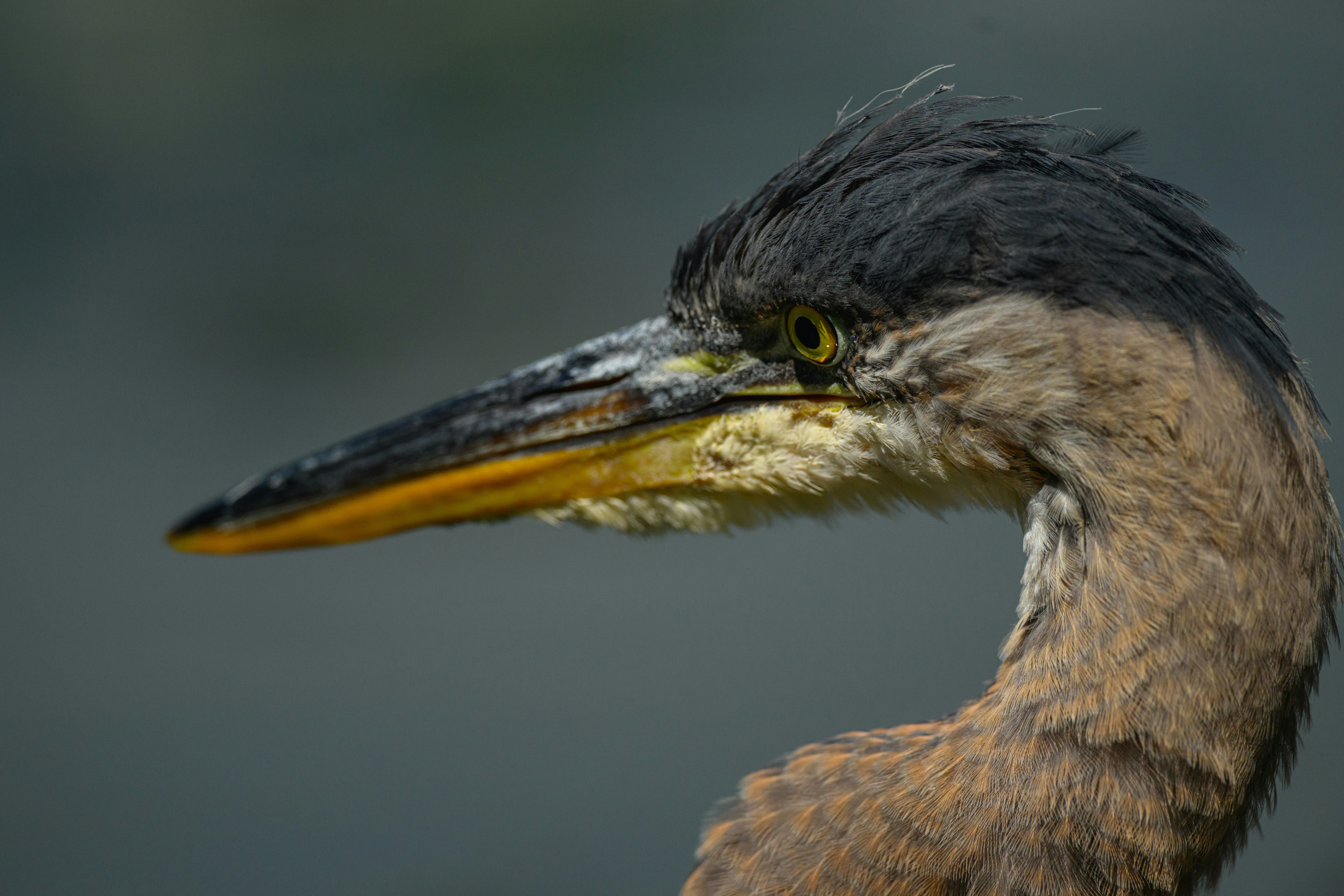 Focused Gaze: A Heron in Profile
