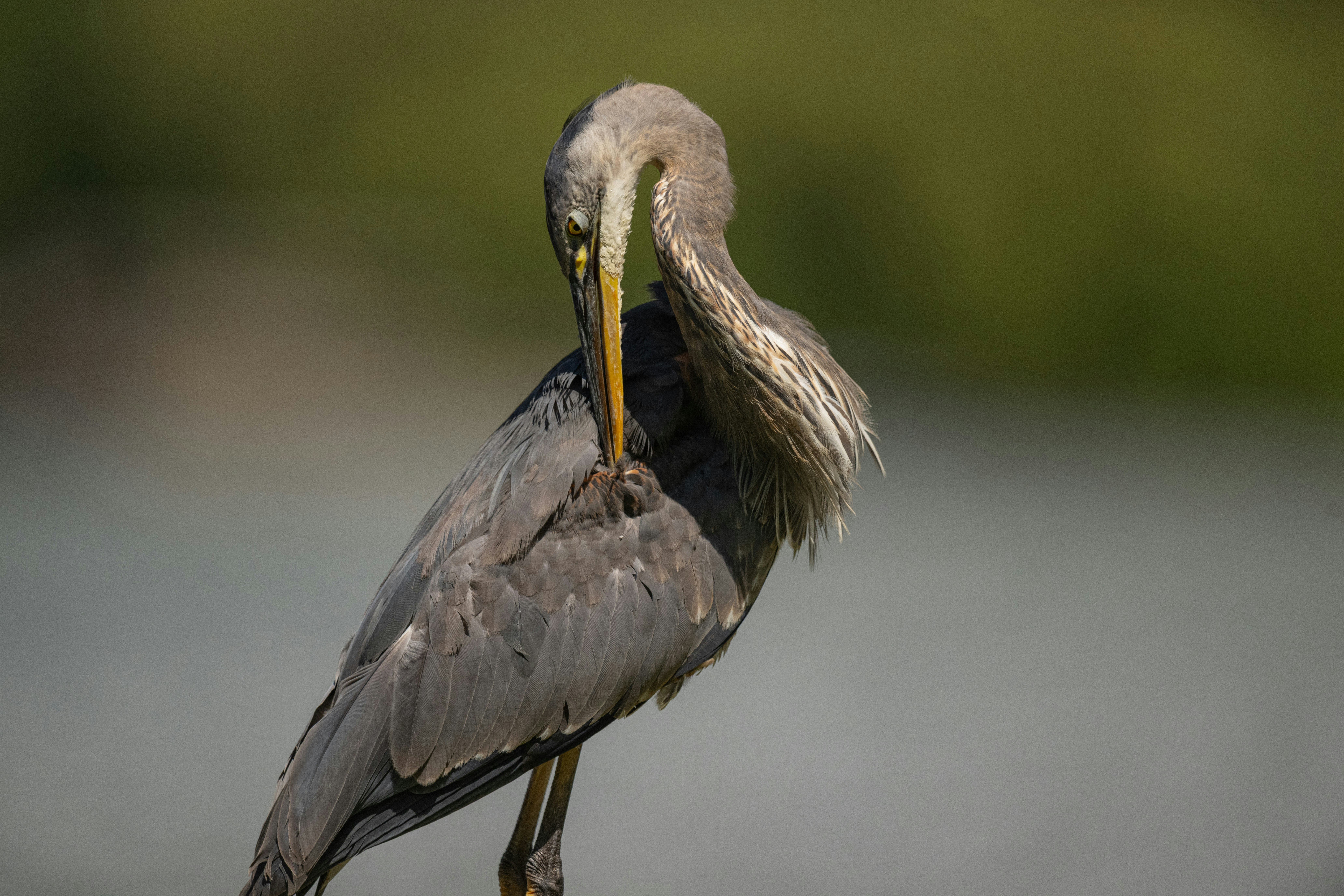 A solitary heron in soft focus foreground preens its feathers along a calm shoreline, with muted water and distant greenery.