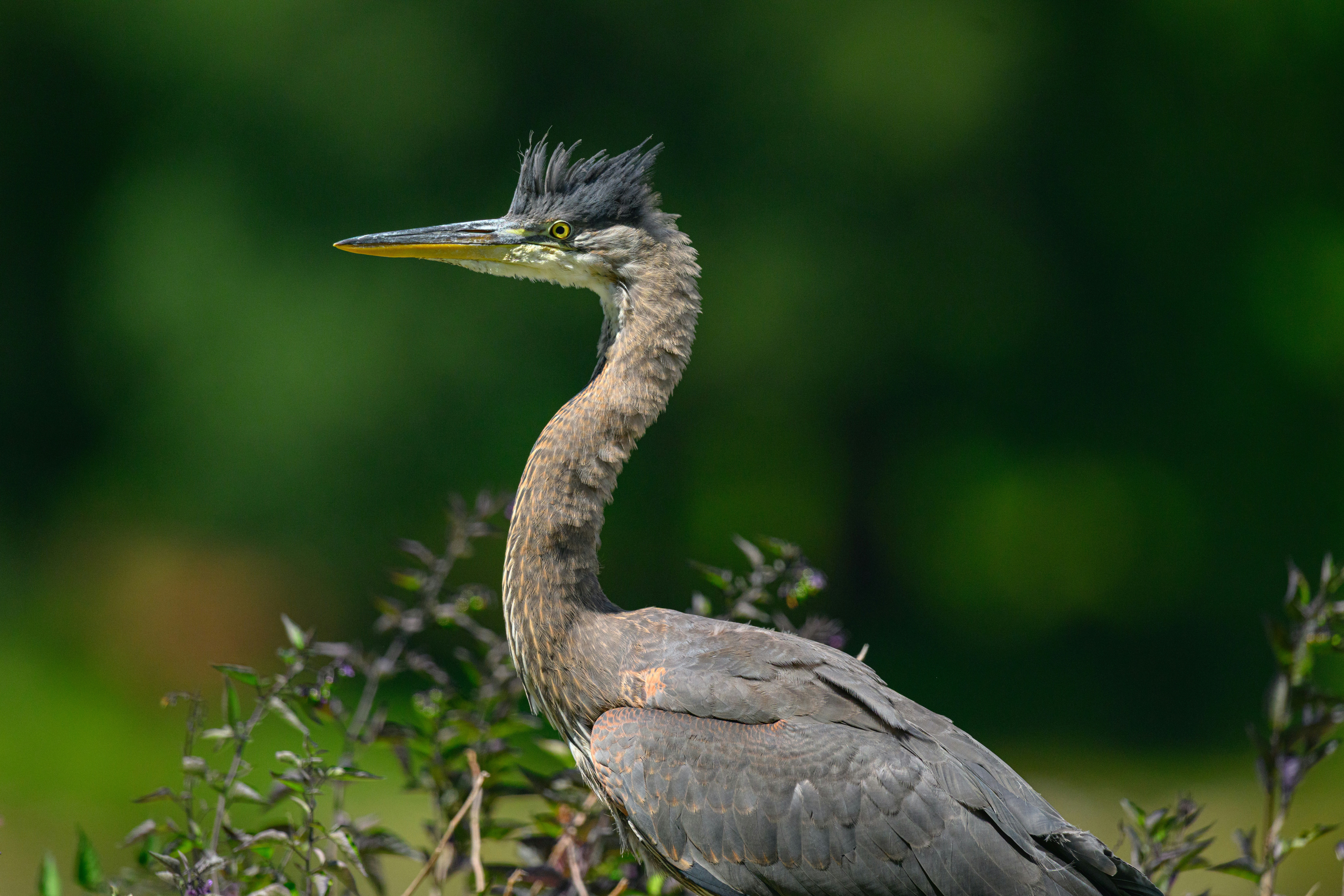 Heron on the crest: a poised gaze above the marsh