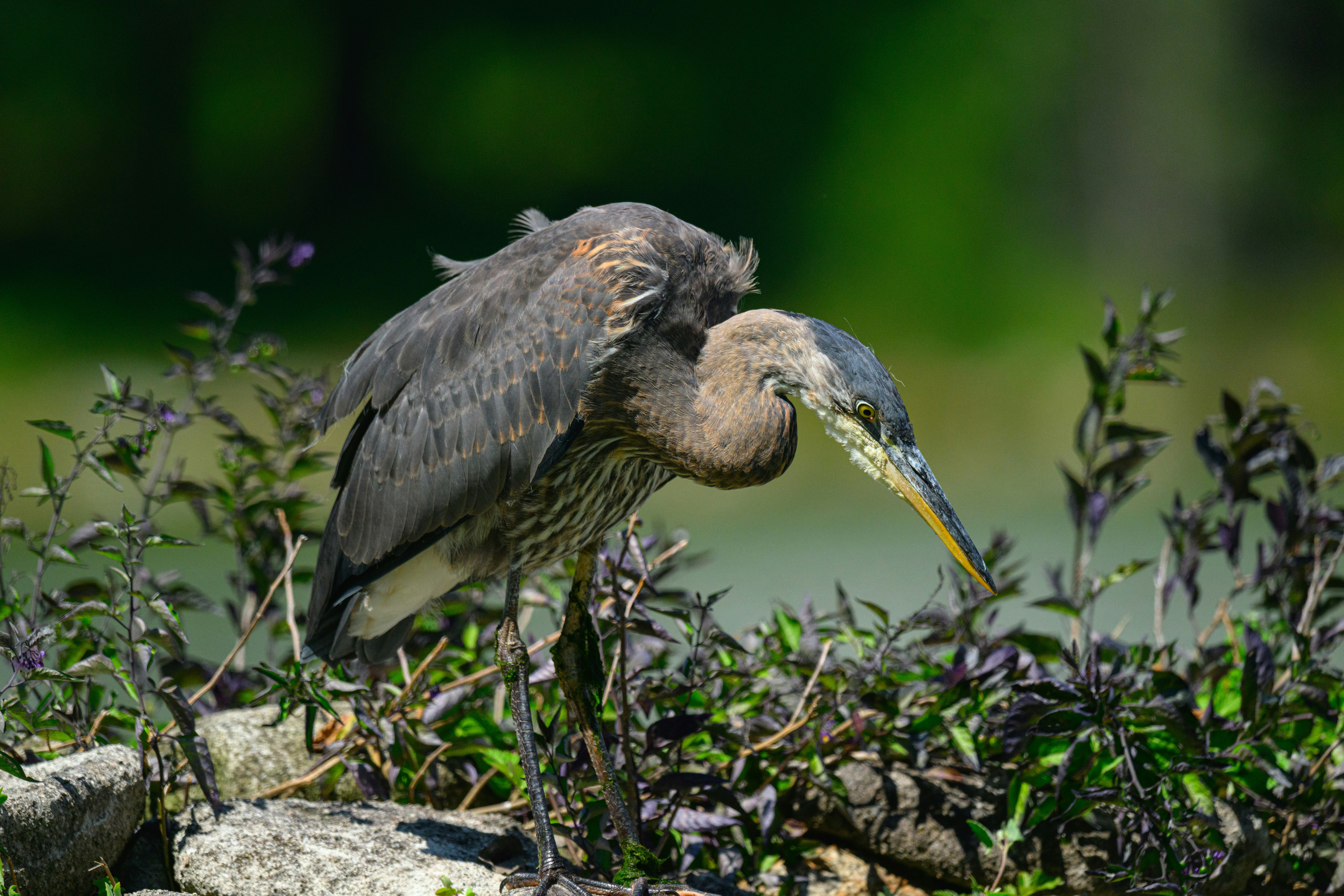 Steely Gaze in the Riverbank Scrub