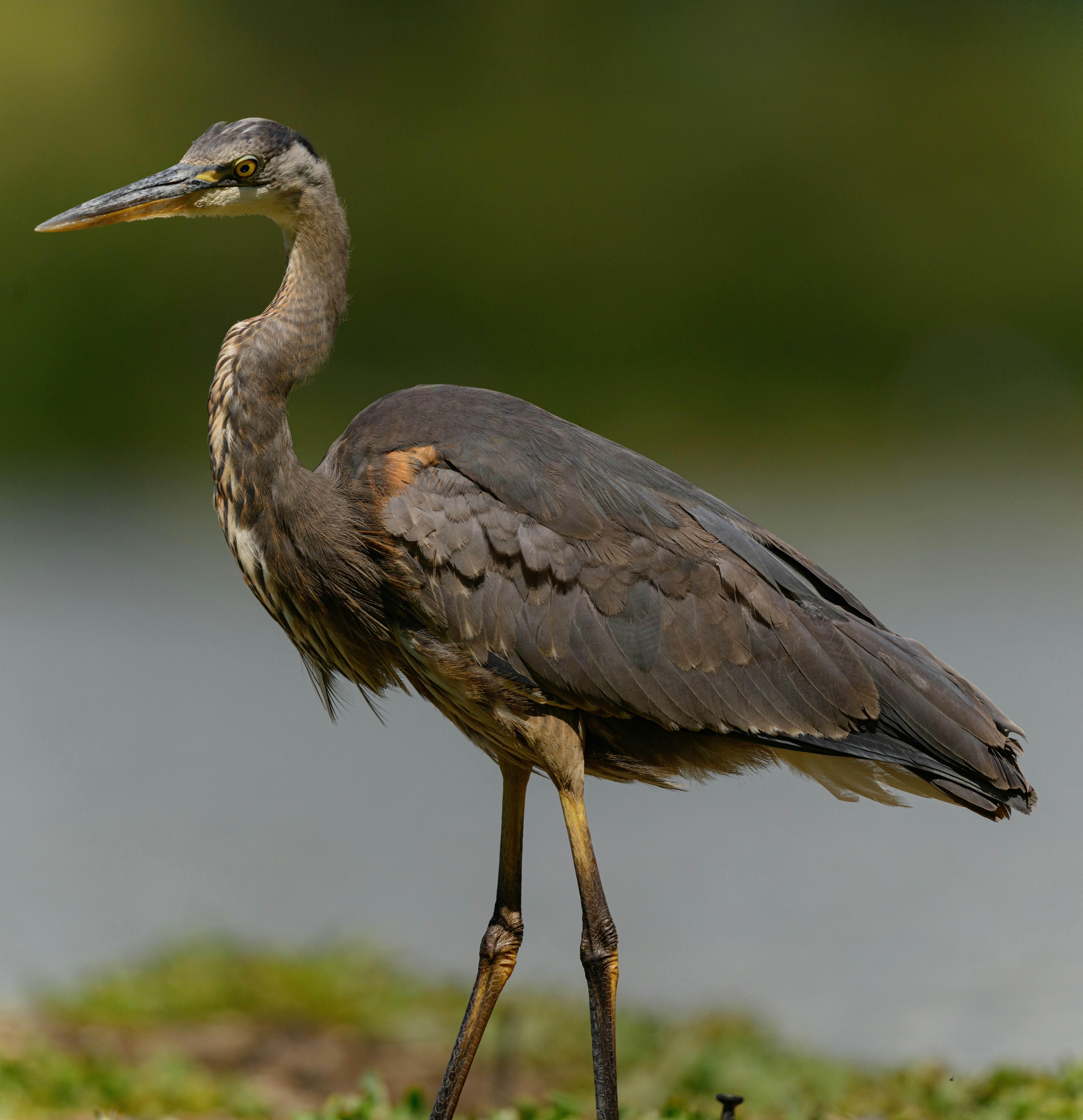 Silent Heron at the Waterline: A Stride in Dappled Light