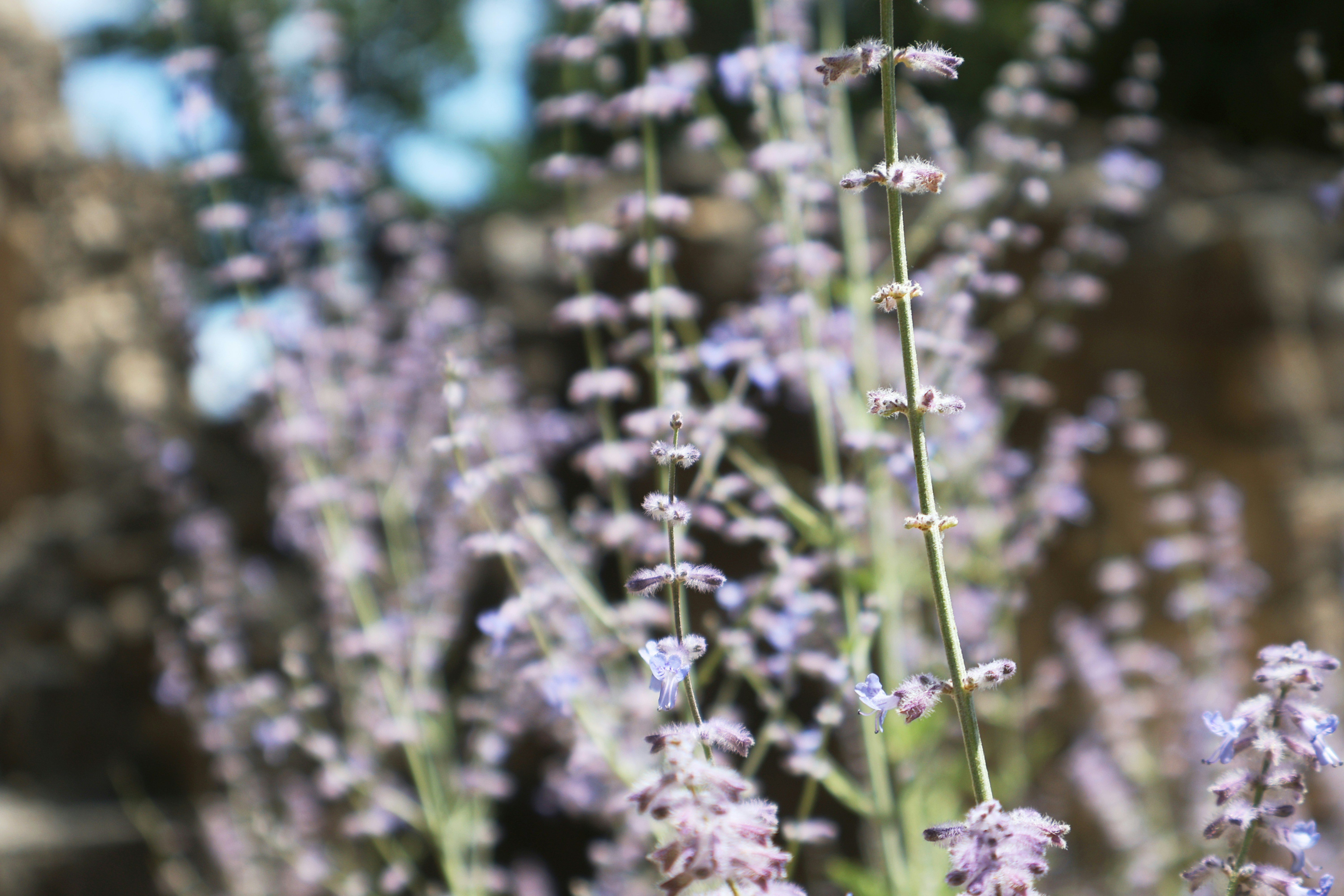 Close-up of lavender stems with soft bokeh in the background, highlighting the delicate purple blossoms and vertical floral lines.