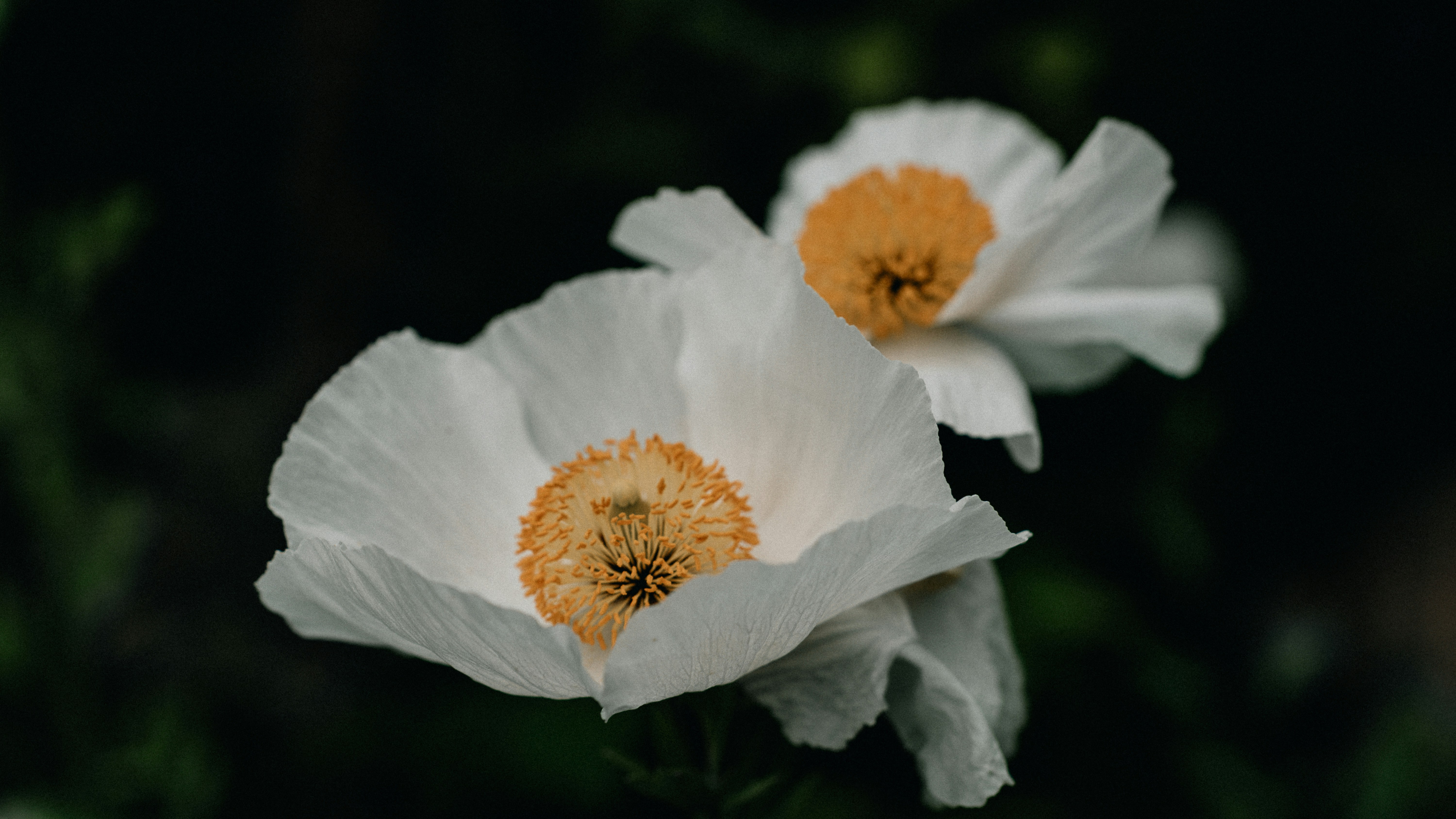 Two white flowers with yellow centers against a dark background