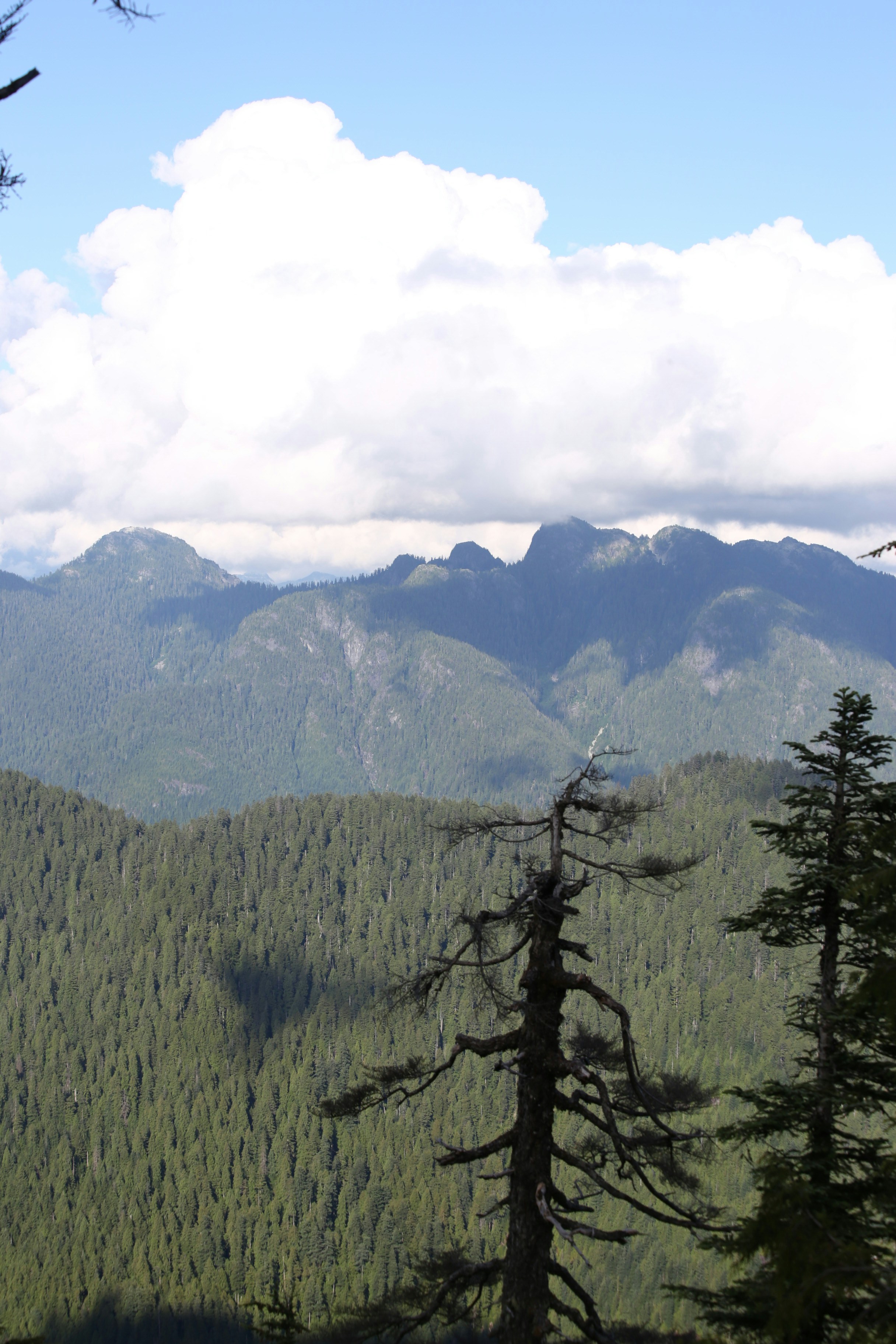 Conifer forest climbs a rugged mountainside beneath a bright sky with large white clouds; a lone dead tree foregrounds the slope, creating depth in the scene. Photograph captures vast natural terrain.