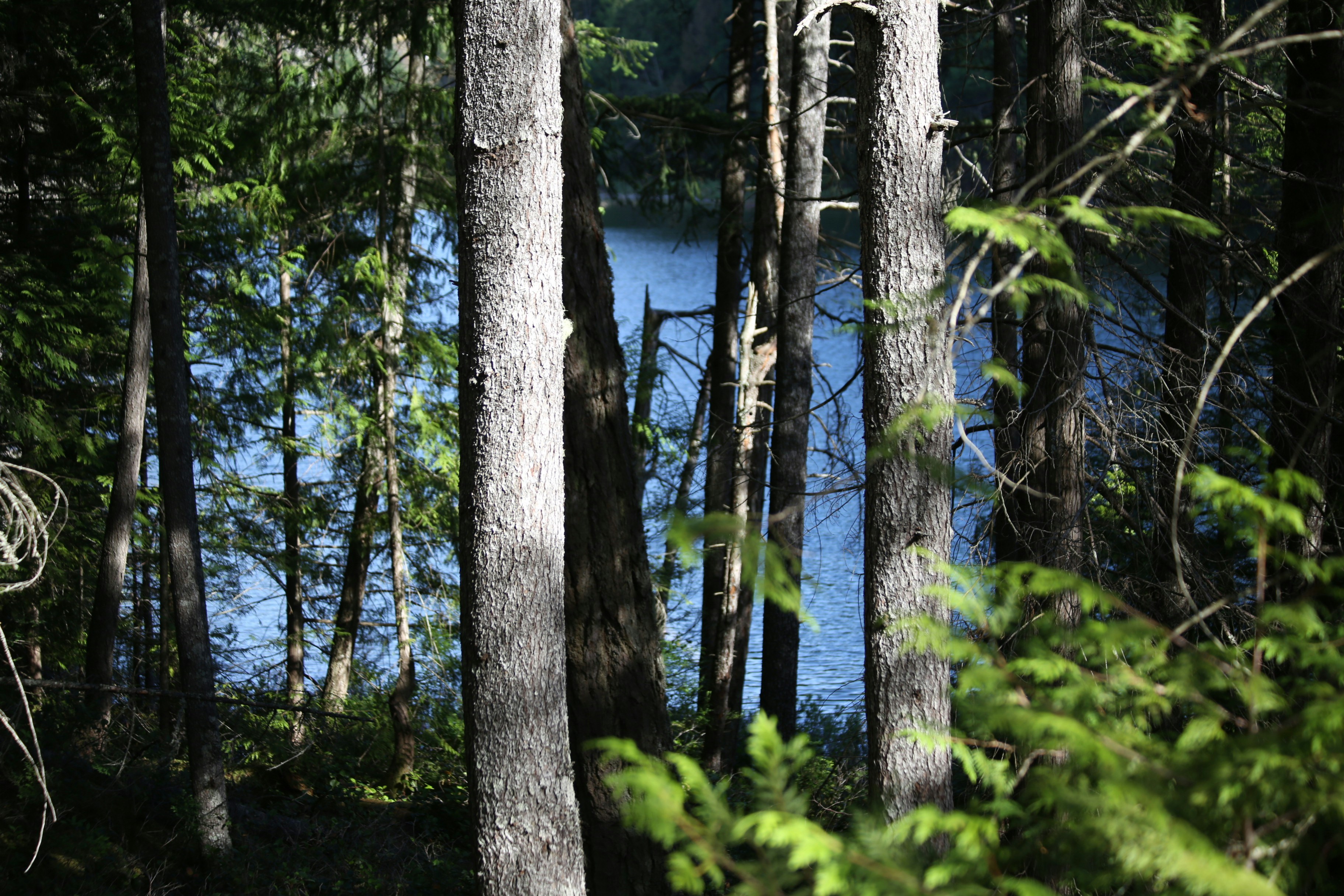 Sunlit Pines by a Quiet Lake