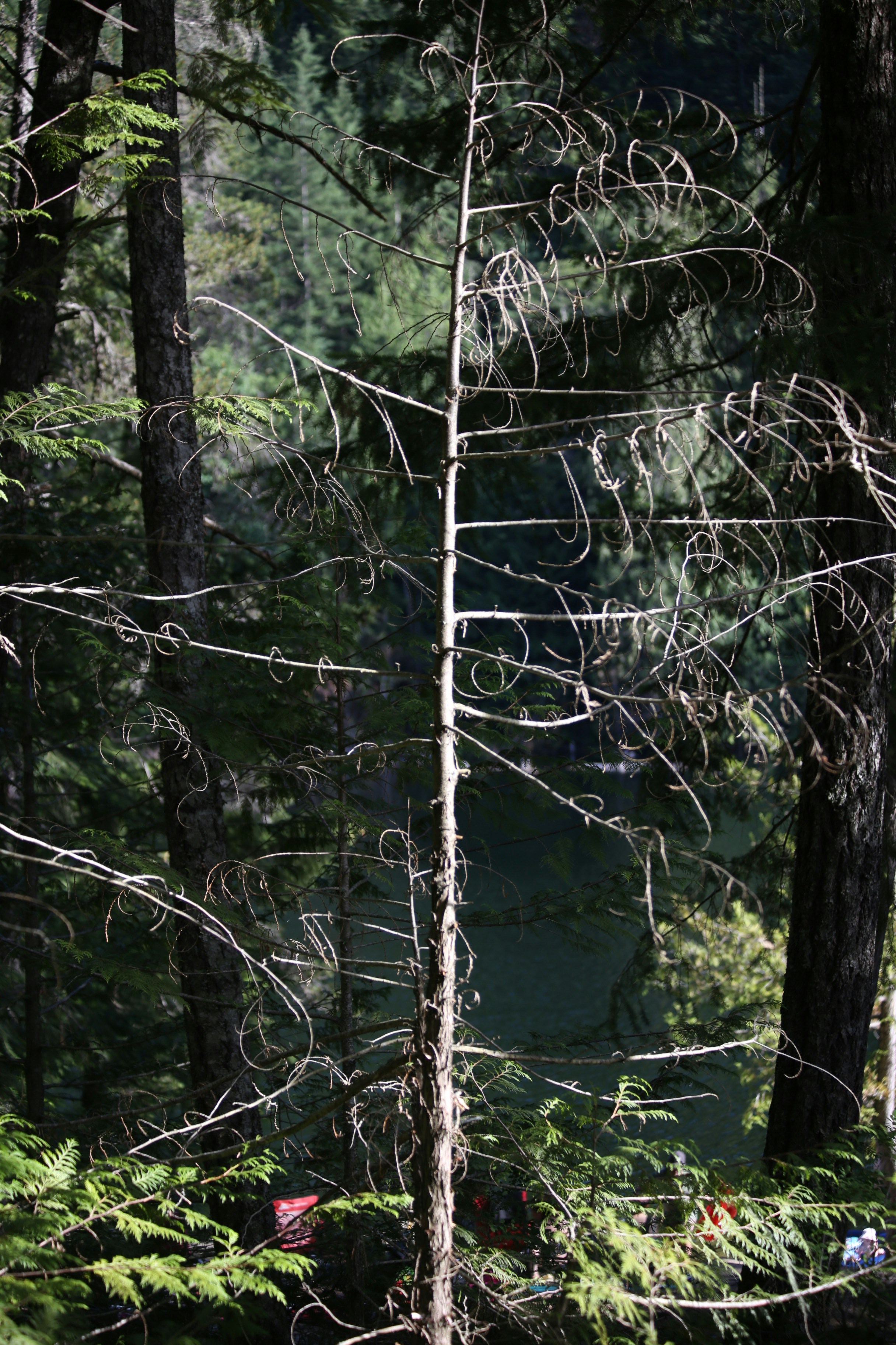 Twisted Sentinel: A Weathered Tree Straddling Forest Light