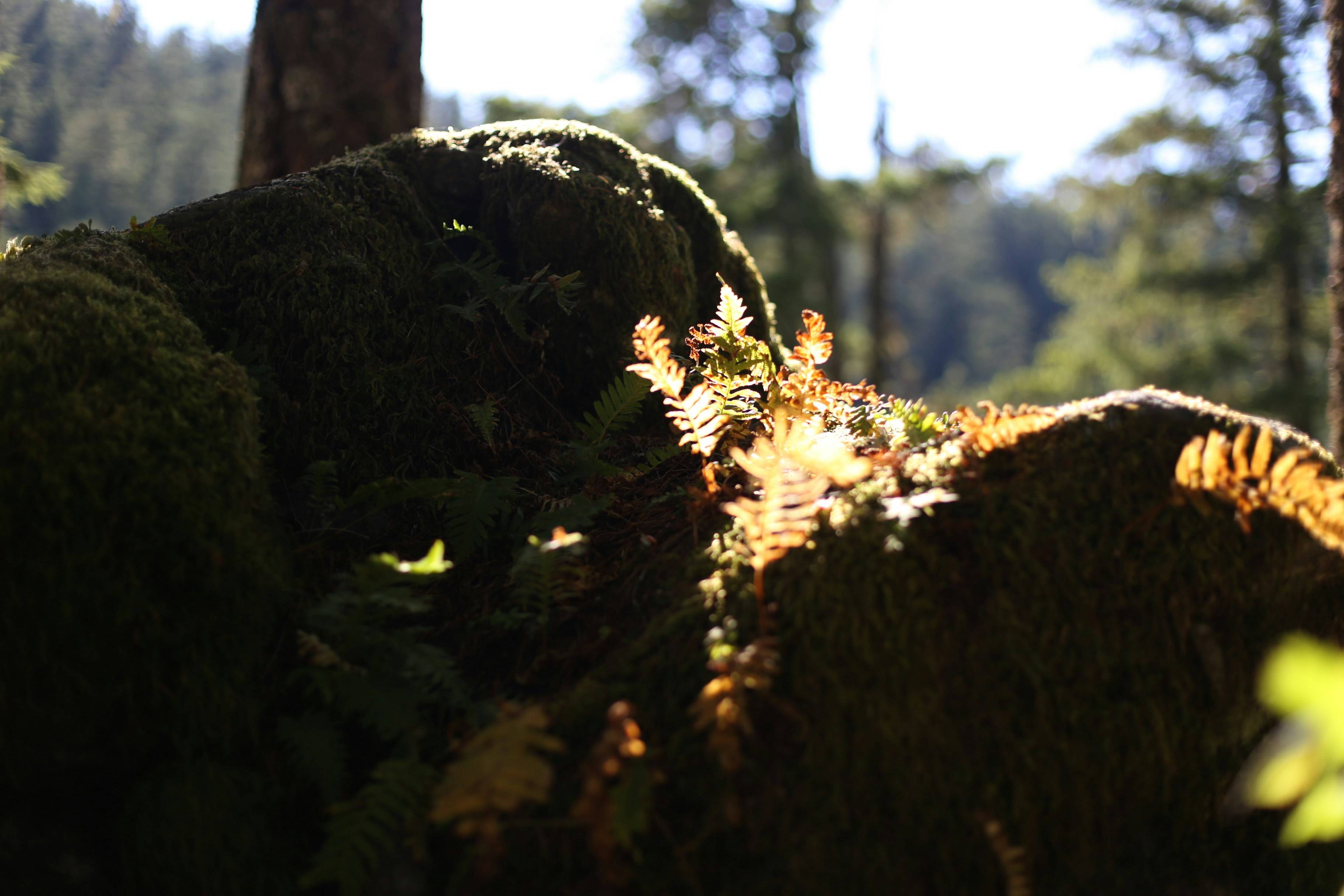 Sunlit Fern Fronds on a Mossy Ridge in Dappled Forest Light