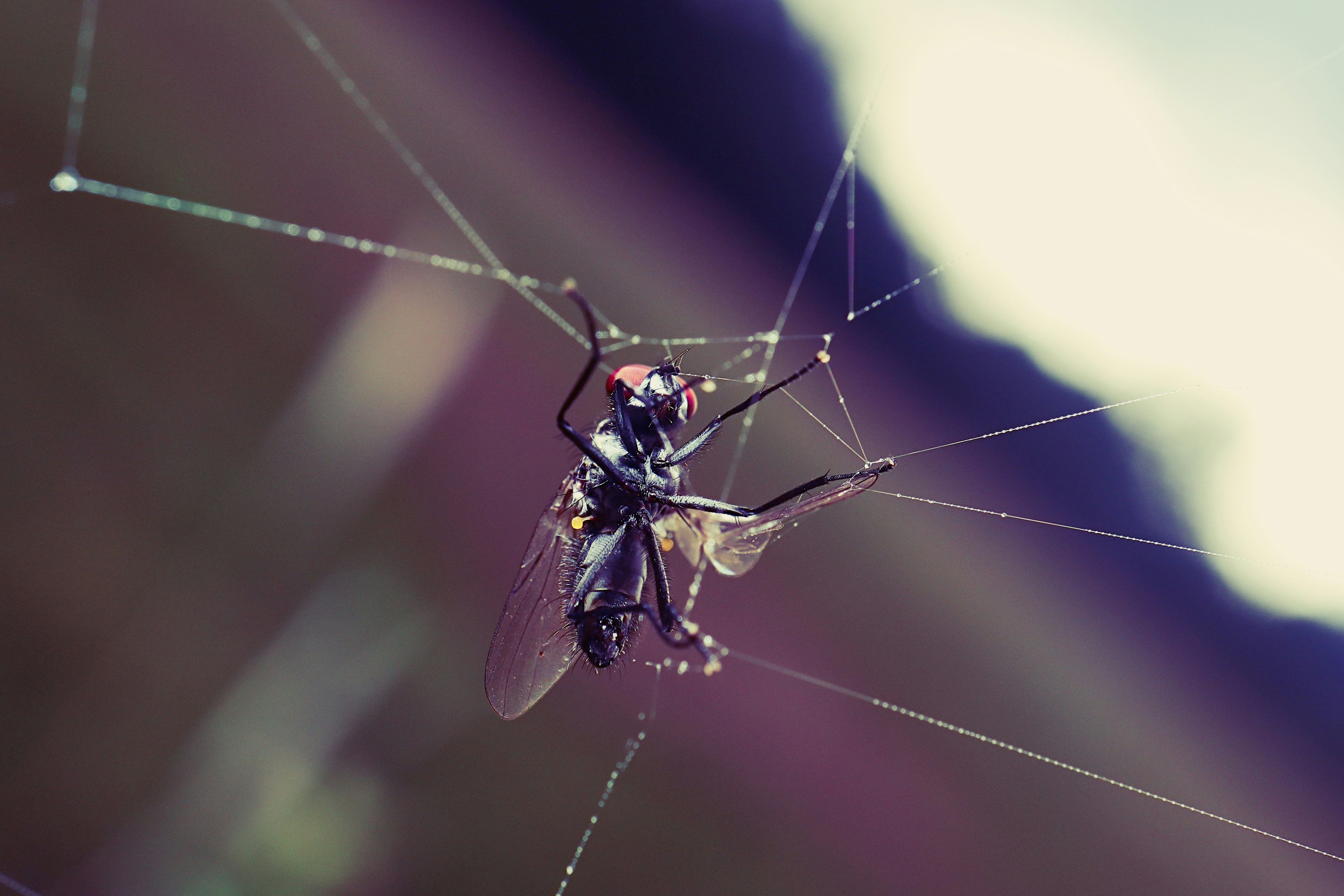 Crucial Moment: A Spider Weaving Silk Amid a Quiet Web